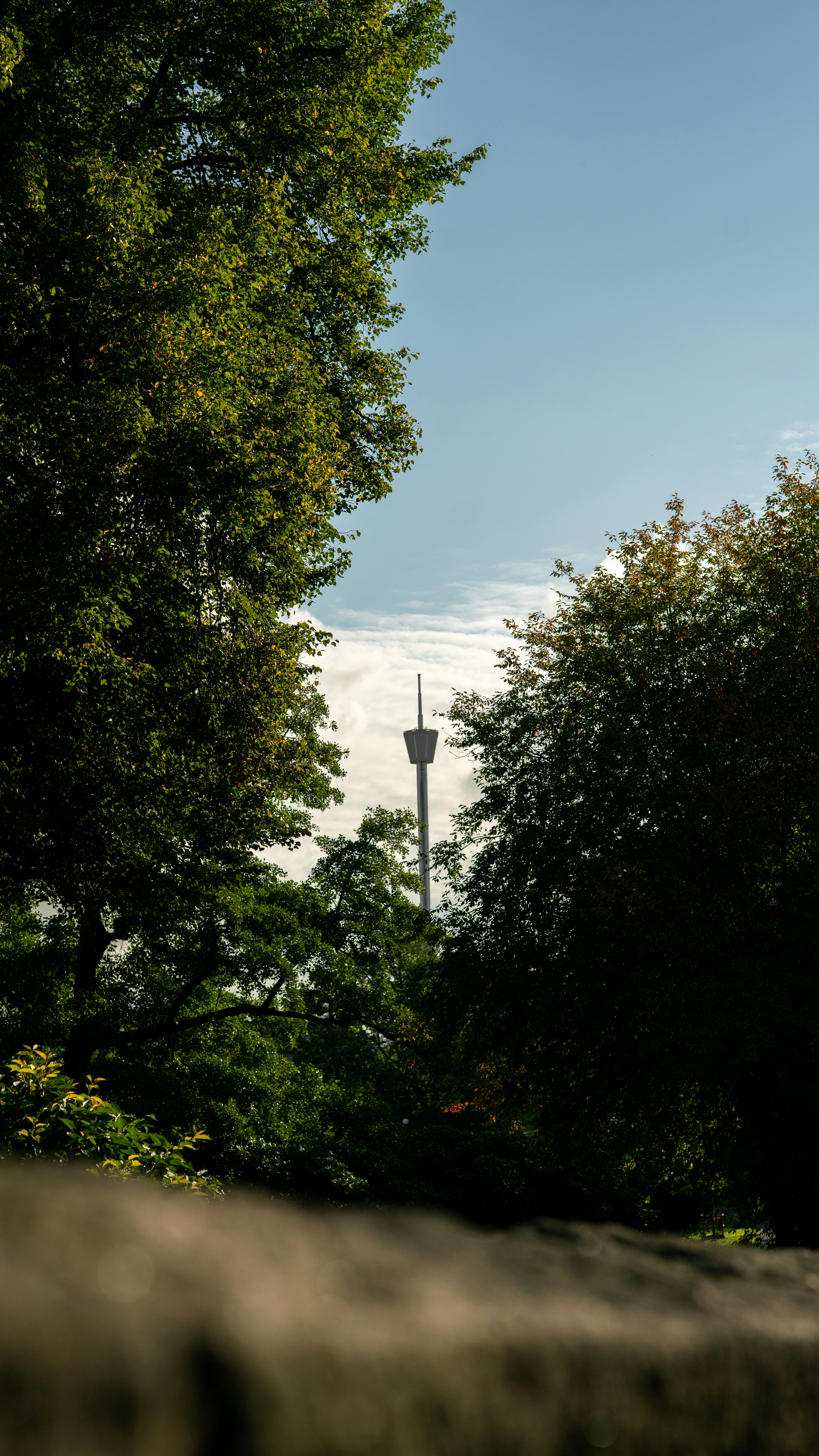 Distant tower peeks through a canopy of green trees under a clear sky, with a blurred foreground suggesting a low vantage point.