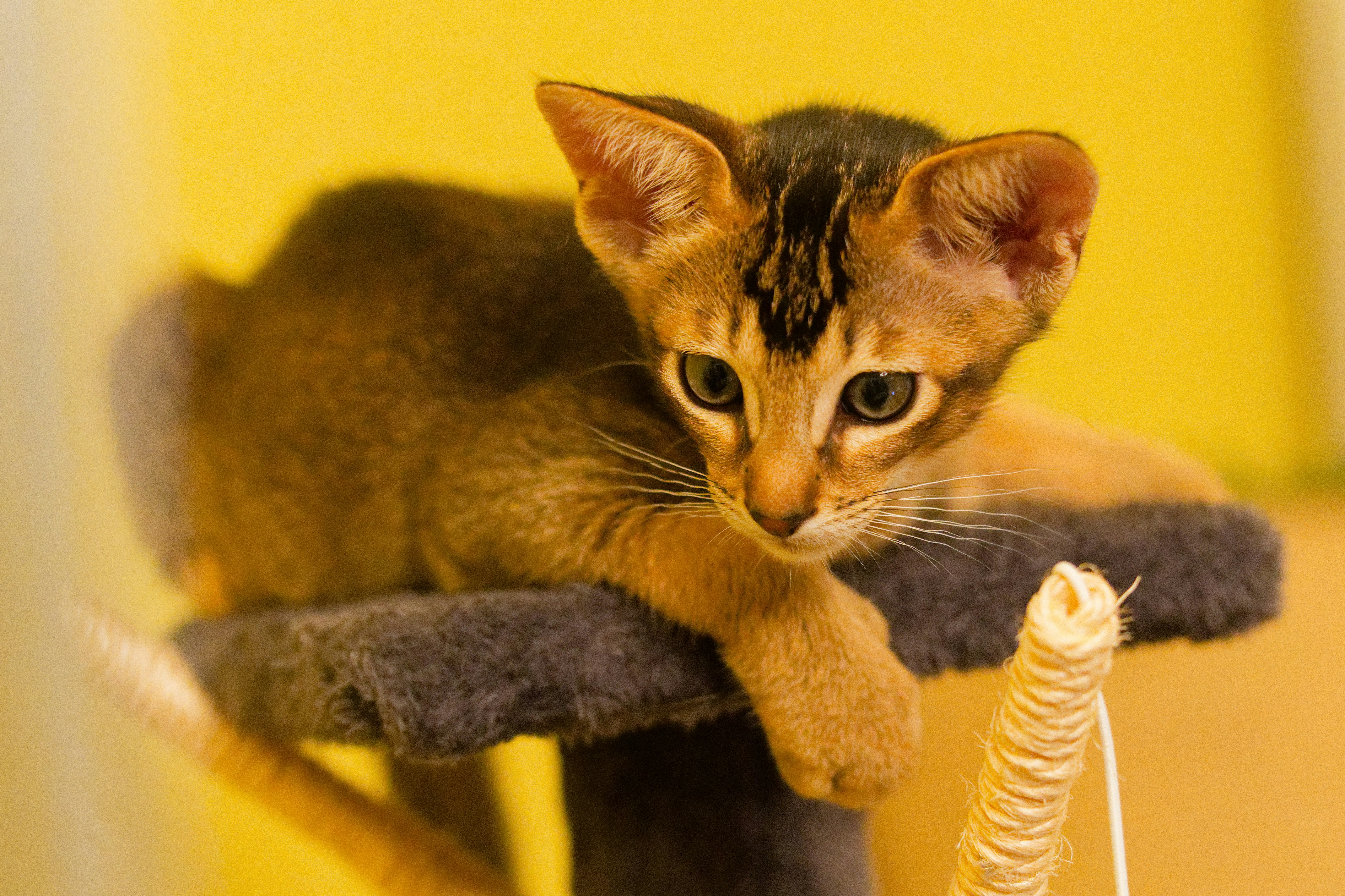 A curious kitten lounges on a plush cat tree, its gaze directed downward, with a soft yellow background and a hanging toy in the foreground.