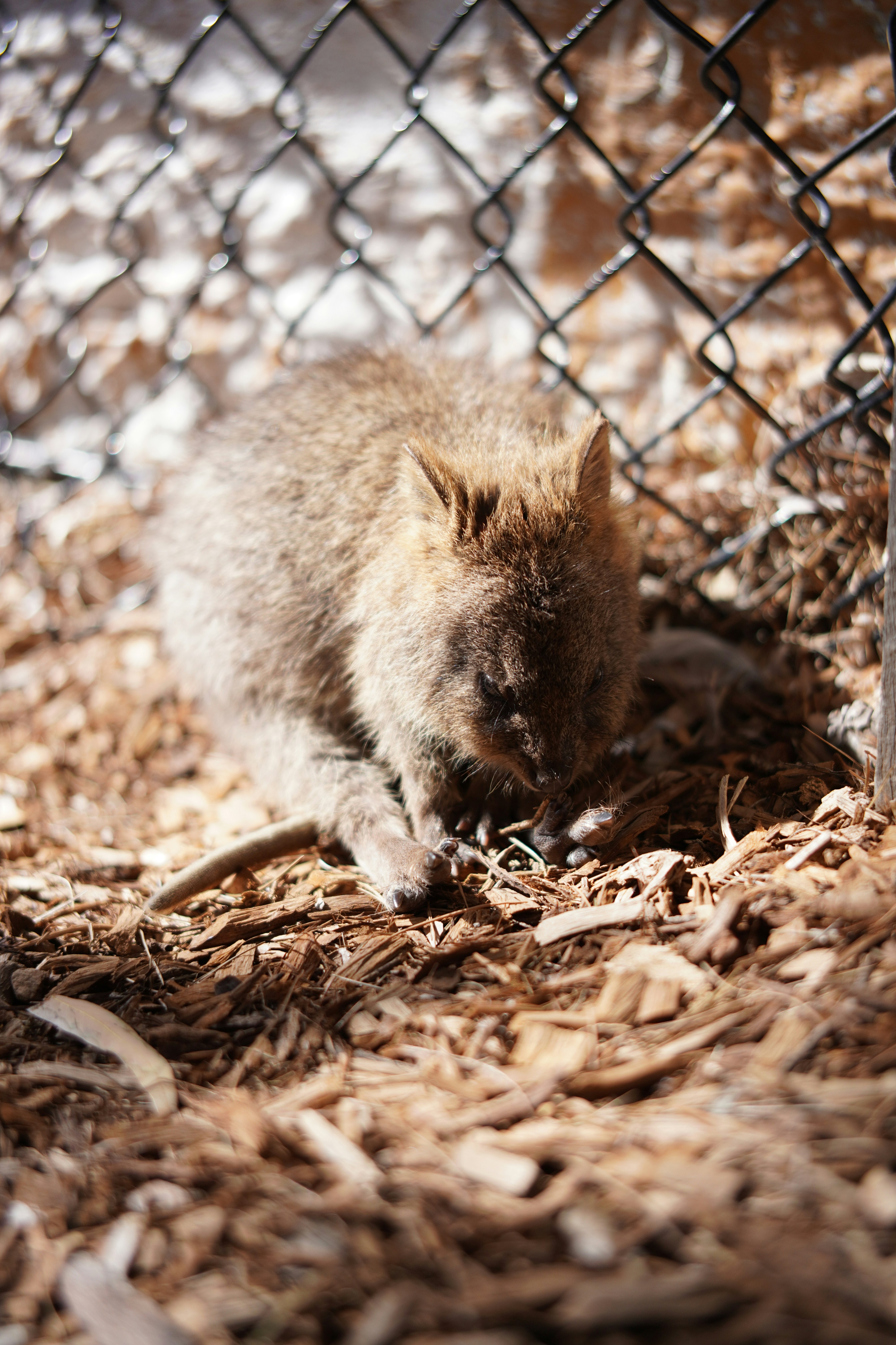 Dusty Grounded Squirrel: Sunlit Forage beneath a Chain-Link Barrier