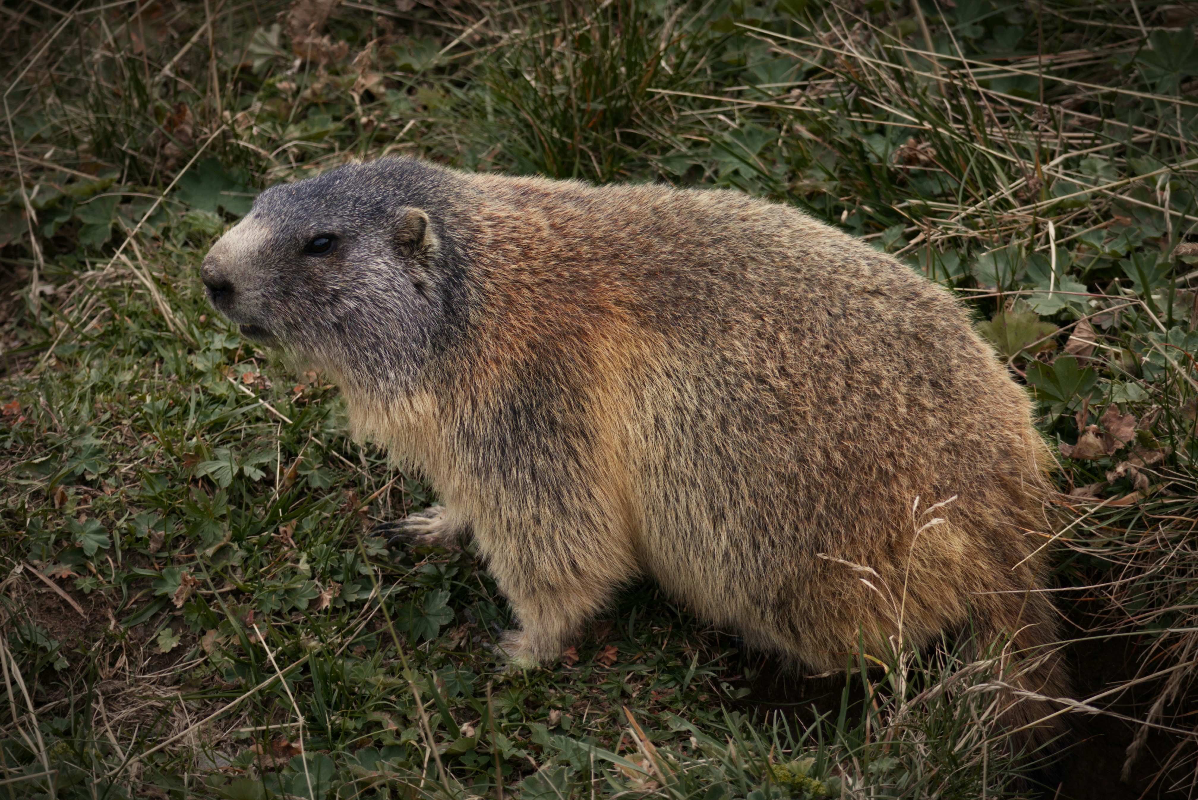 A wary marmot stands among grasses and low shrubs, gaze toward the left, captured in natural woodland light. Photograph rendering notes: a realistic fur texture and muted earth tones.