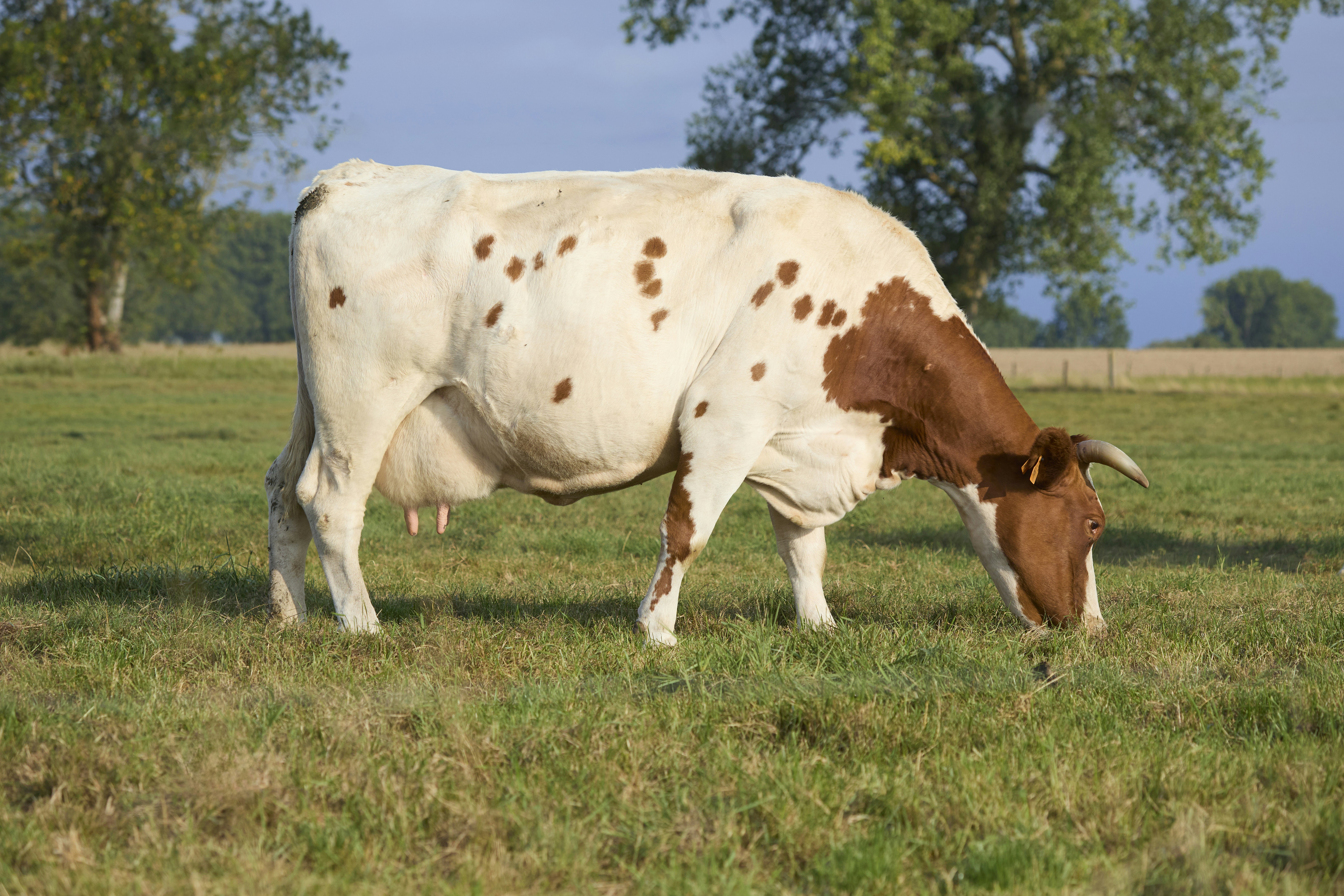 A beautiful brown and white cow grazes peacefully in a lush green pasture under a clear blue sky, showcasing its prominent udder.