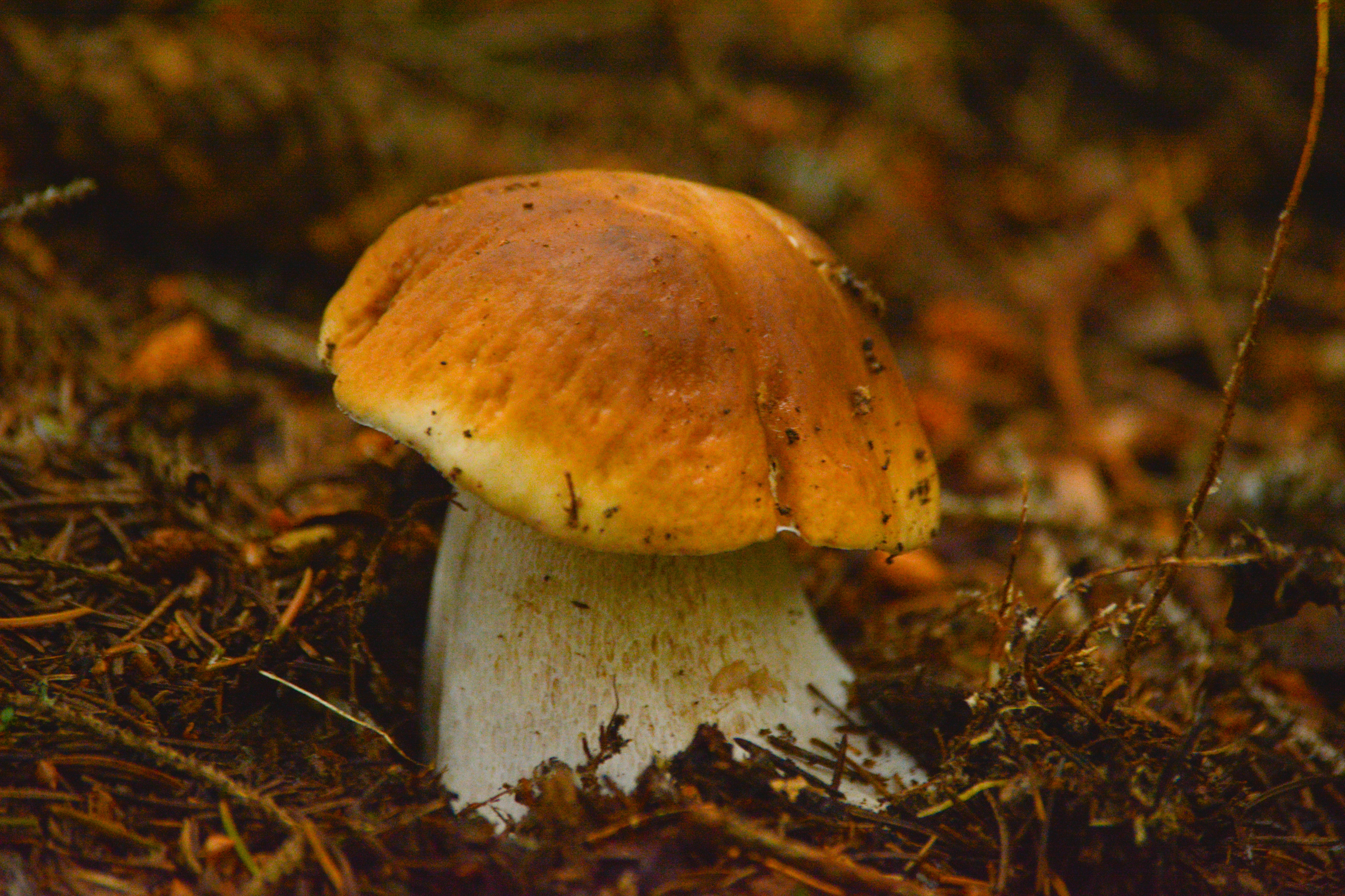 Amber-capped Mushroom rising from forest floor