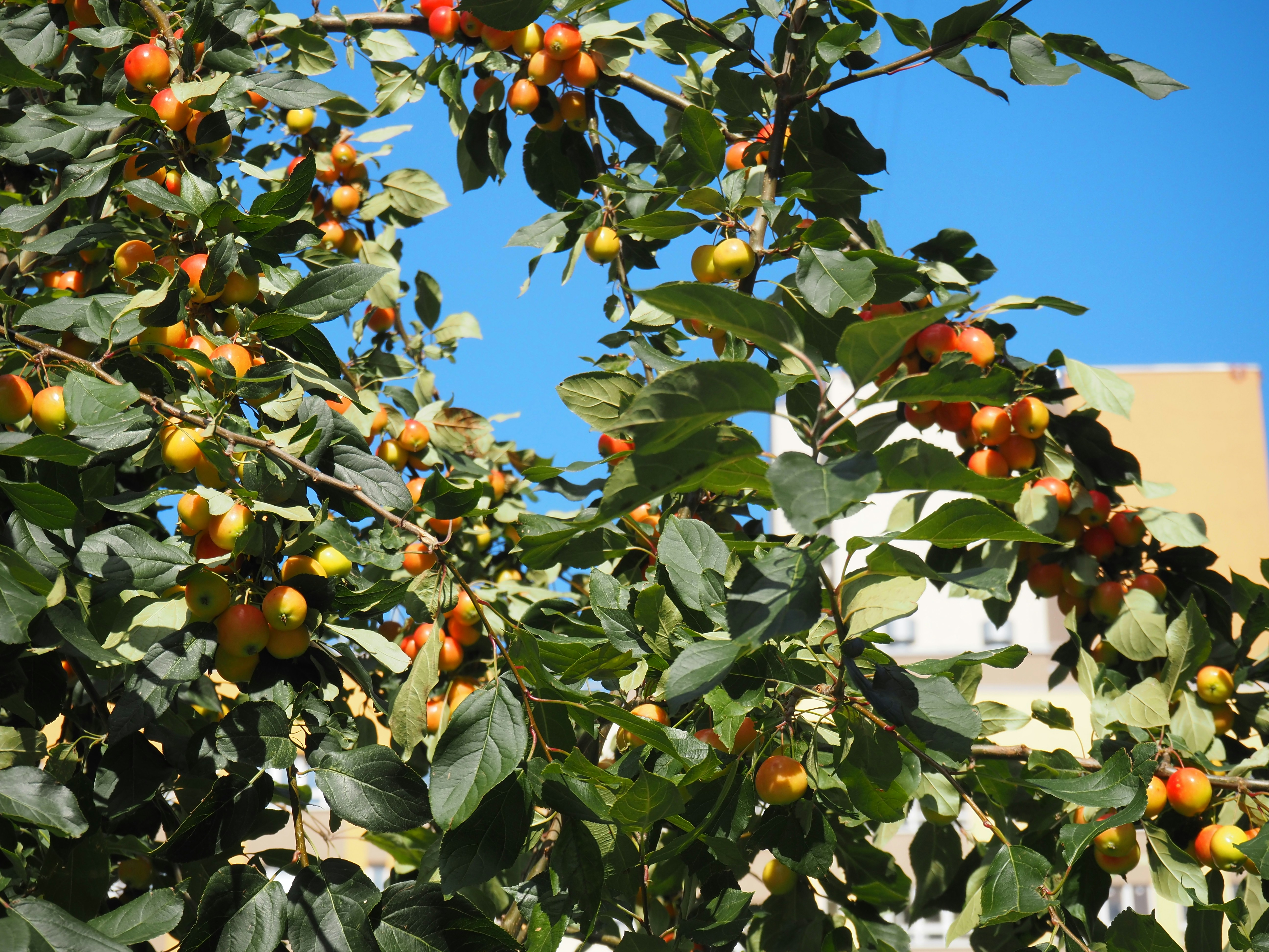Orchard in Sunlight: Citrus Boughs Against a Blue Sky