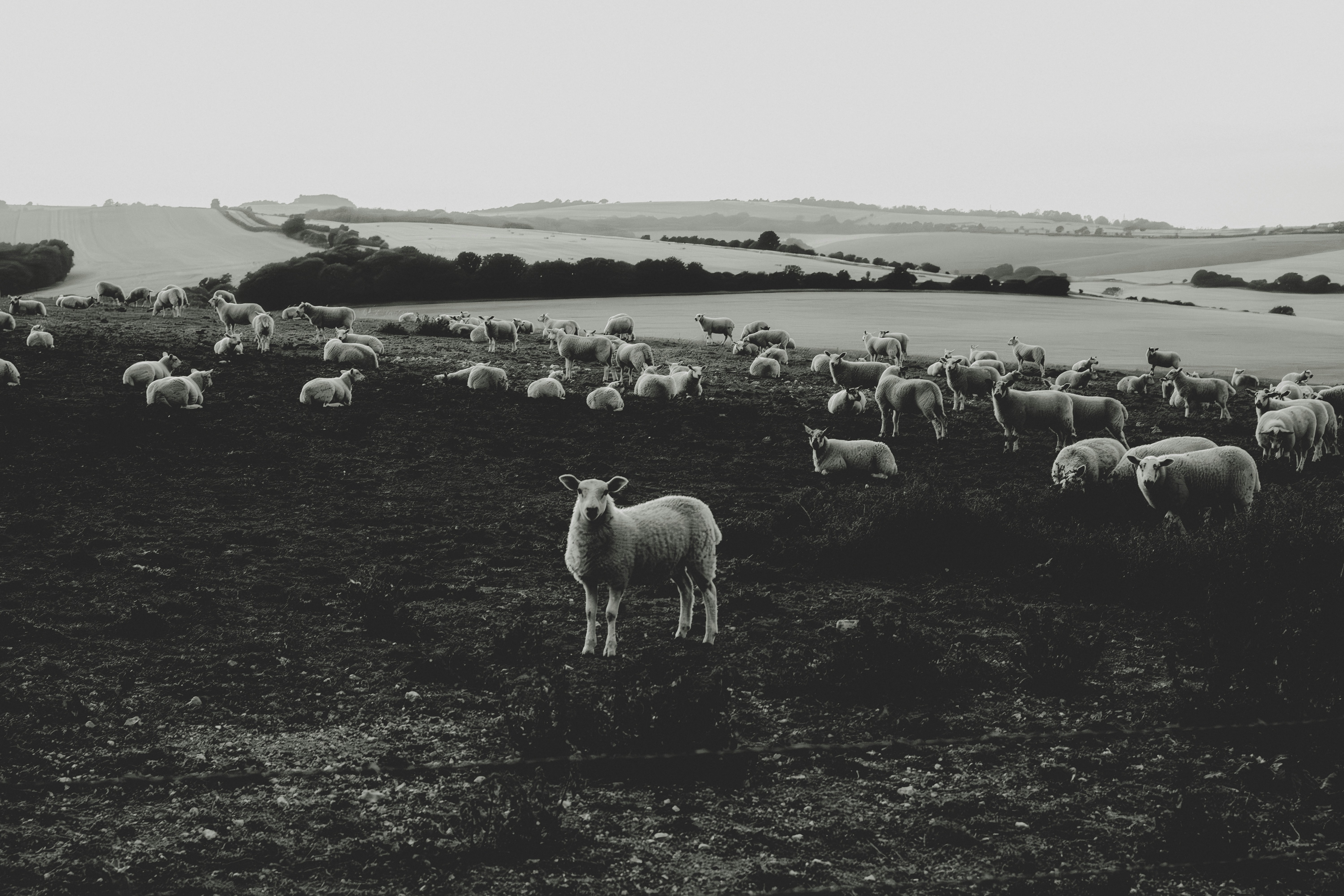 Sheep Gather at the Horizon: A Quiet Pasture in Monochrome