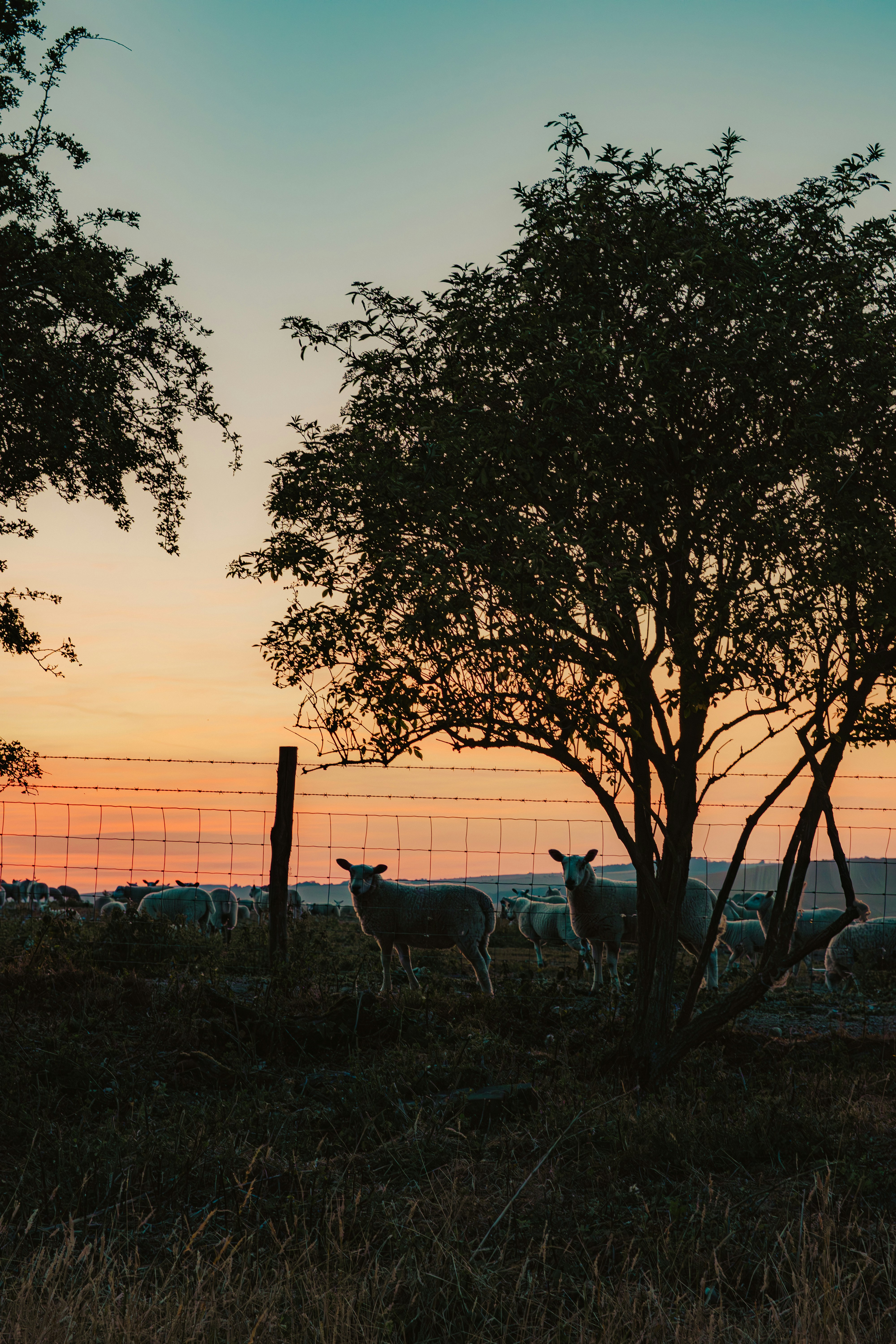 Pasture at Dusk: Cattle Silhouettes Beneath a Stretched Tree
