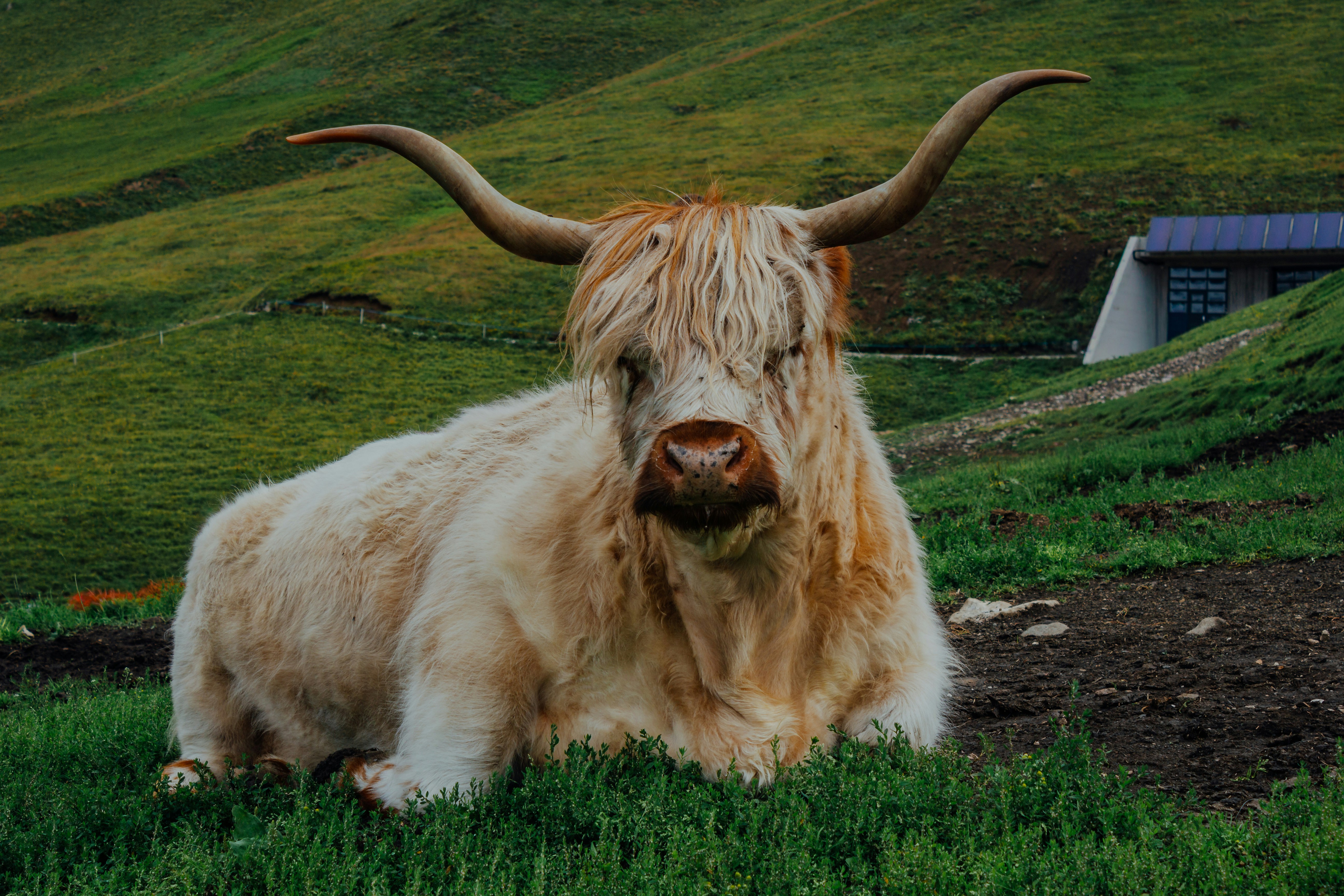 Fjord-like highland cow resting on lush green hillside; distinctive long horns and shaggy coat with a rural landscape and small building in the background.