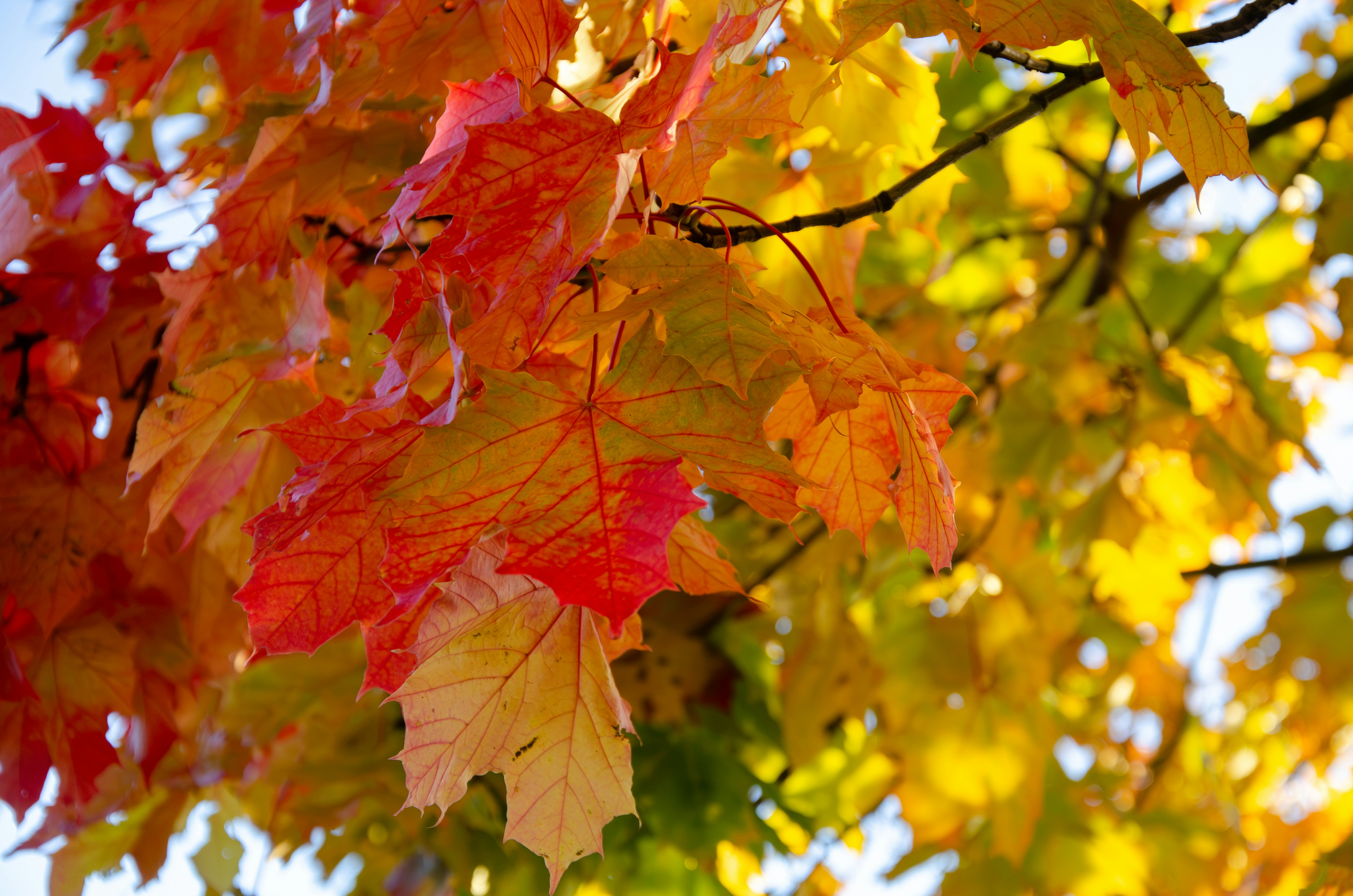 Vibrant maple leaves in reds, oranges, and yellows fill the frame against a bright sky, emphasizing seasonal color and natural texture.