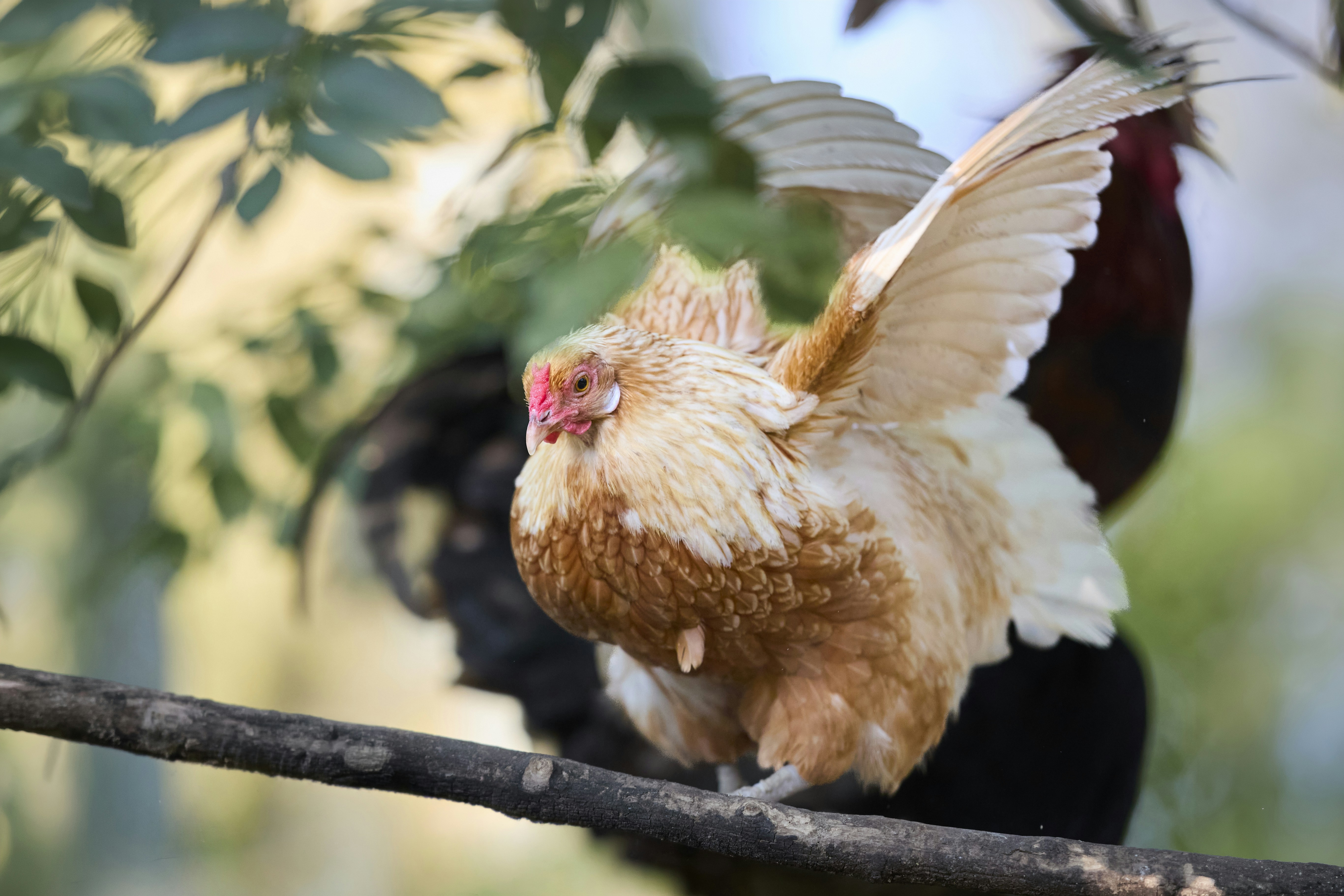 Wingbeat on a Sunlit Branch