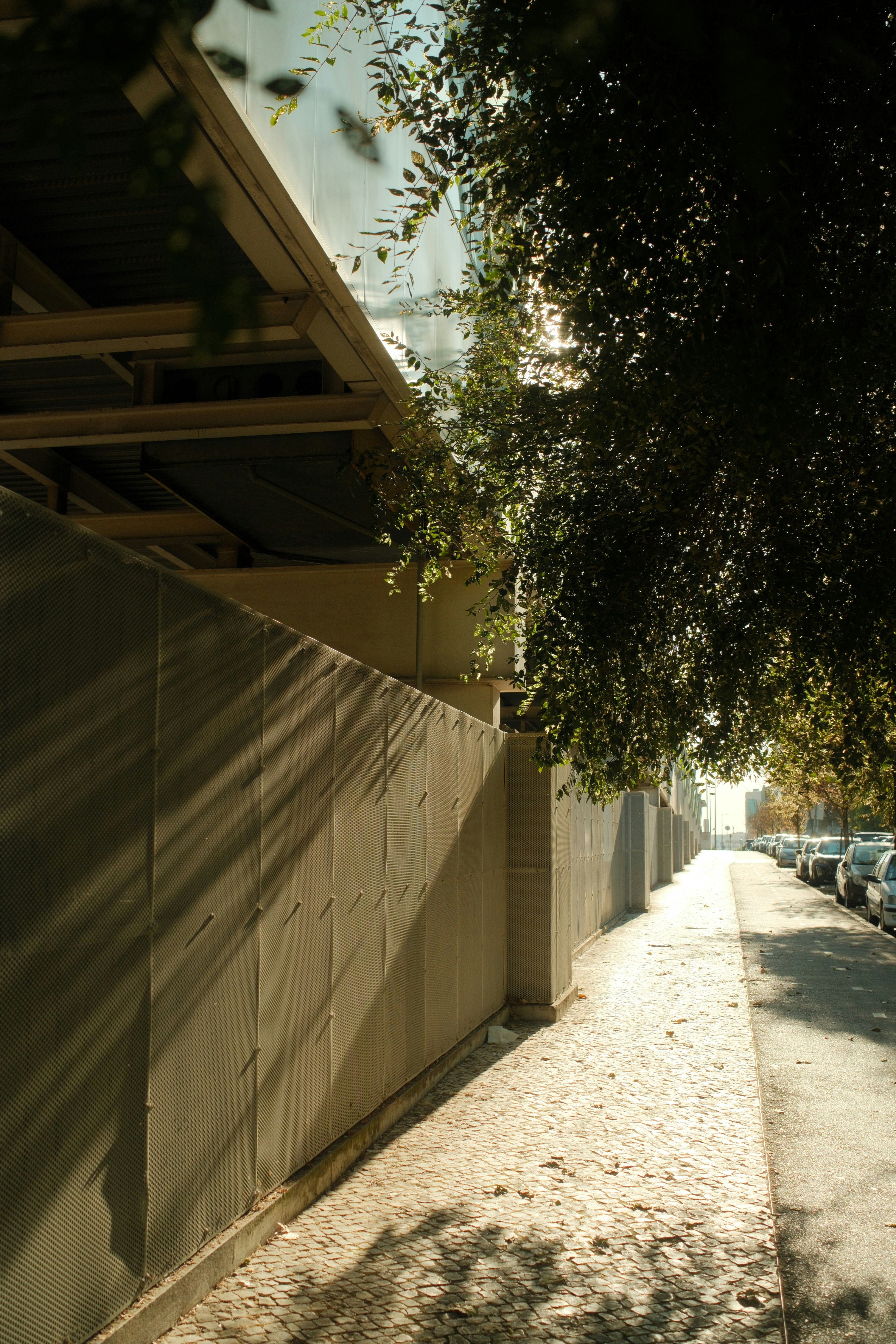 Sunlit Urban Curb: A Quiet Corridor Between Fence and Shadowed Trees