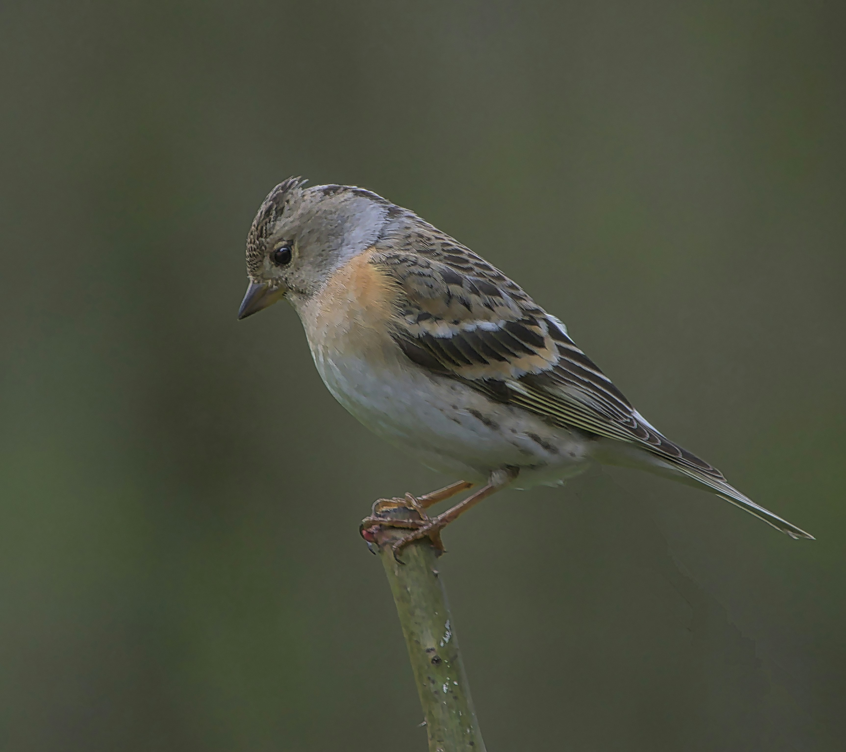 Perch of a Plum-headed Finch: Delicate Balance on a Seed Stem