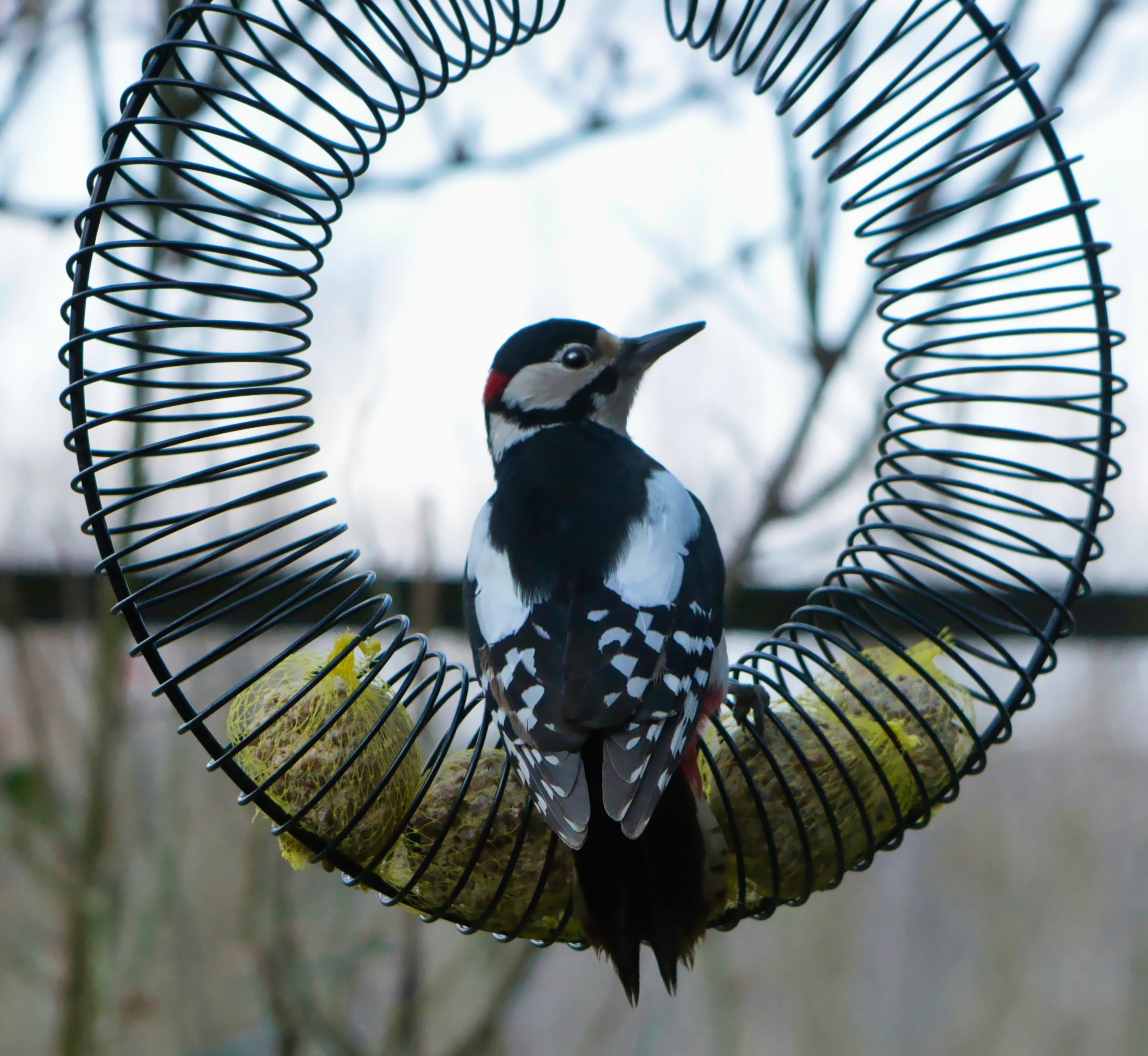 Red-crowned Woodpecker Framed by a Circular Metal Ring