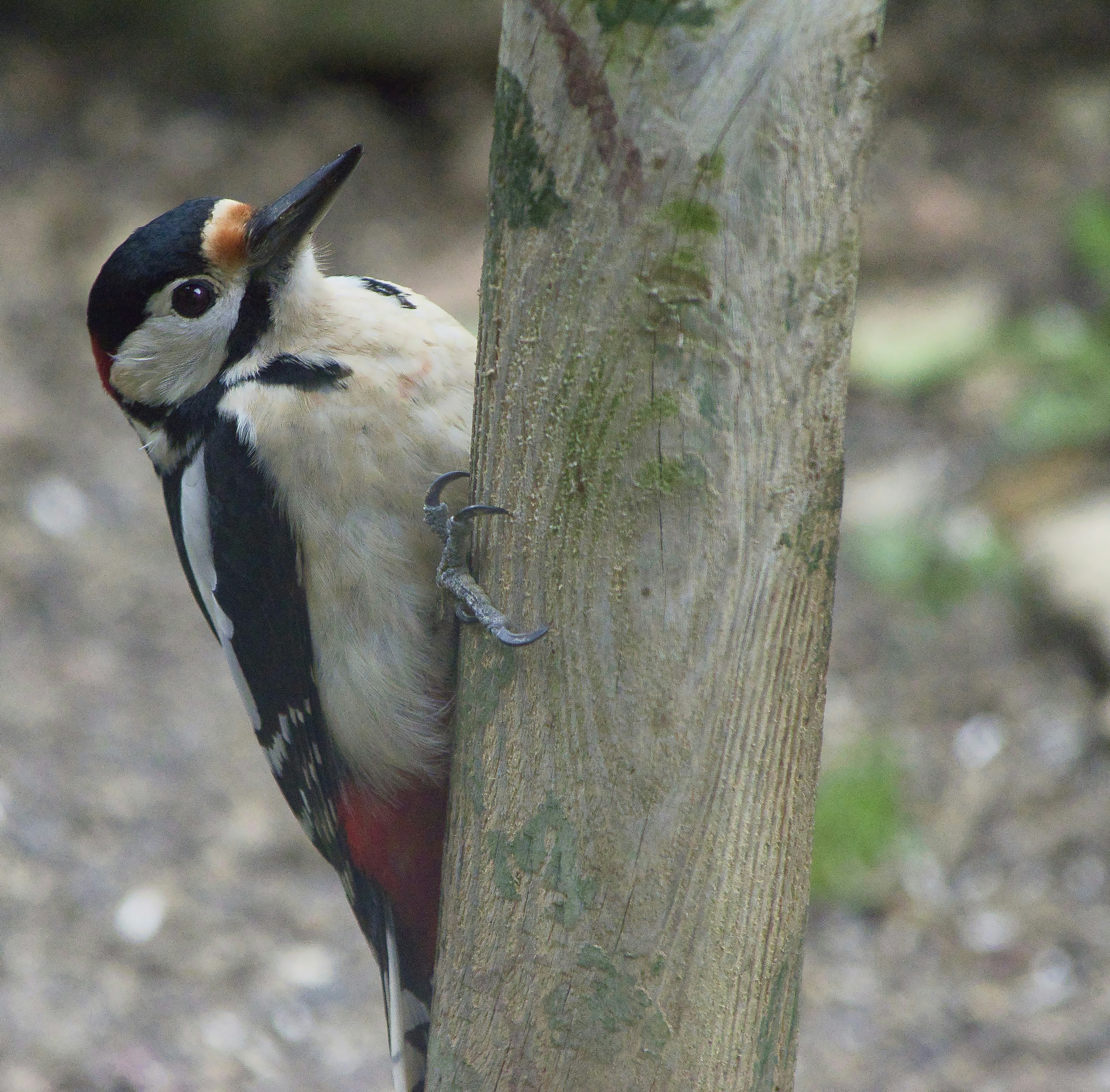 Peek-a-woodpecker: A Belted Woodpecker Clings to a Mossy Trunk