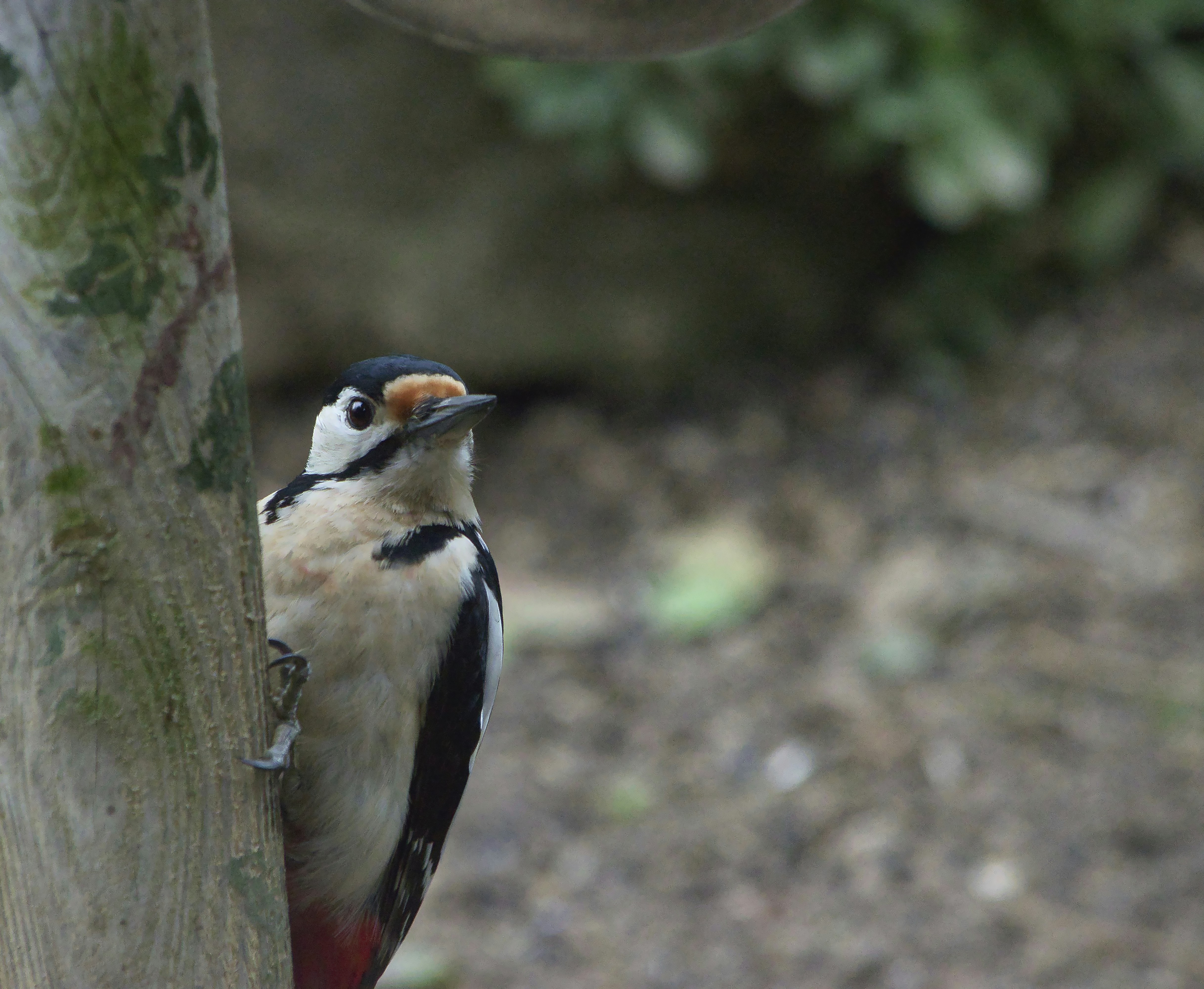Woodpecker peeking from a tree trunk in a quiet garden
