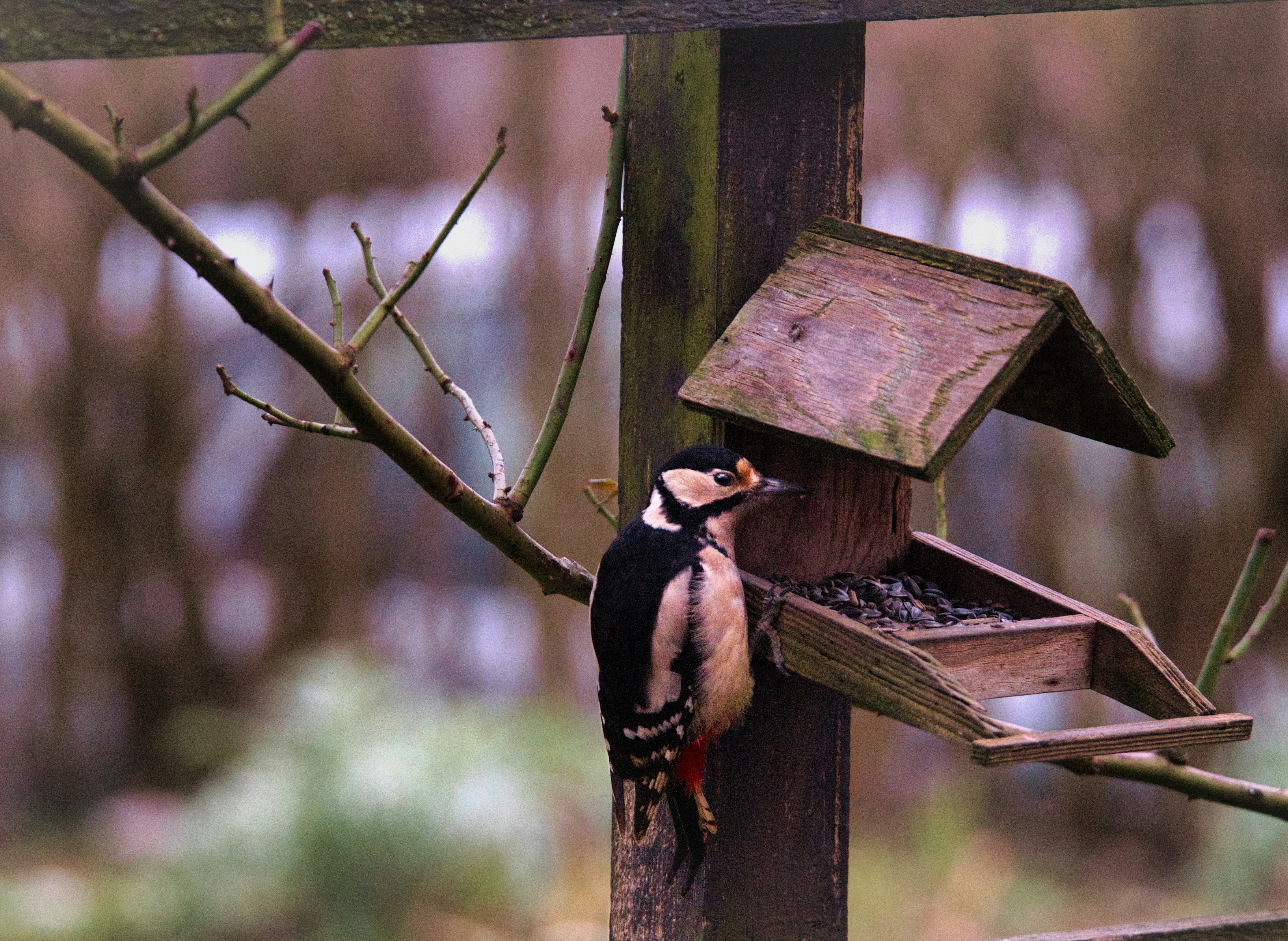 Woodland Orchard Visitor: A Great Spotted Woodpecker at a Bird Feeder