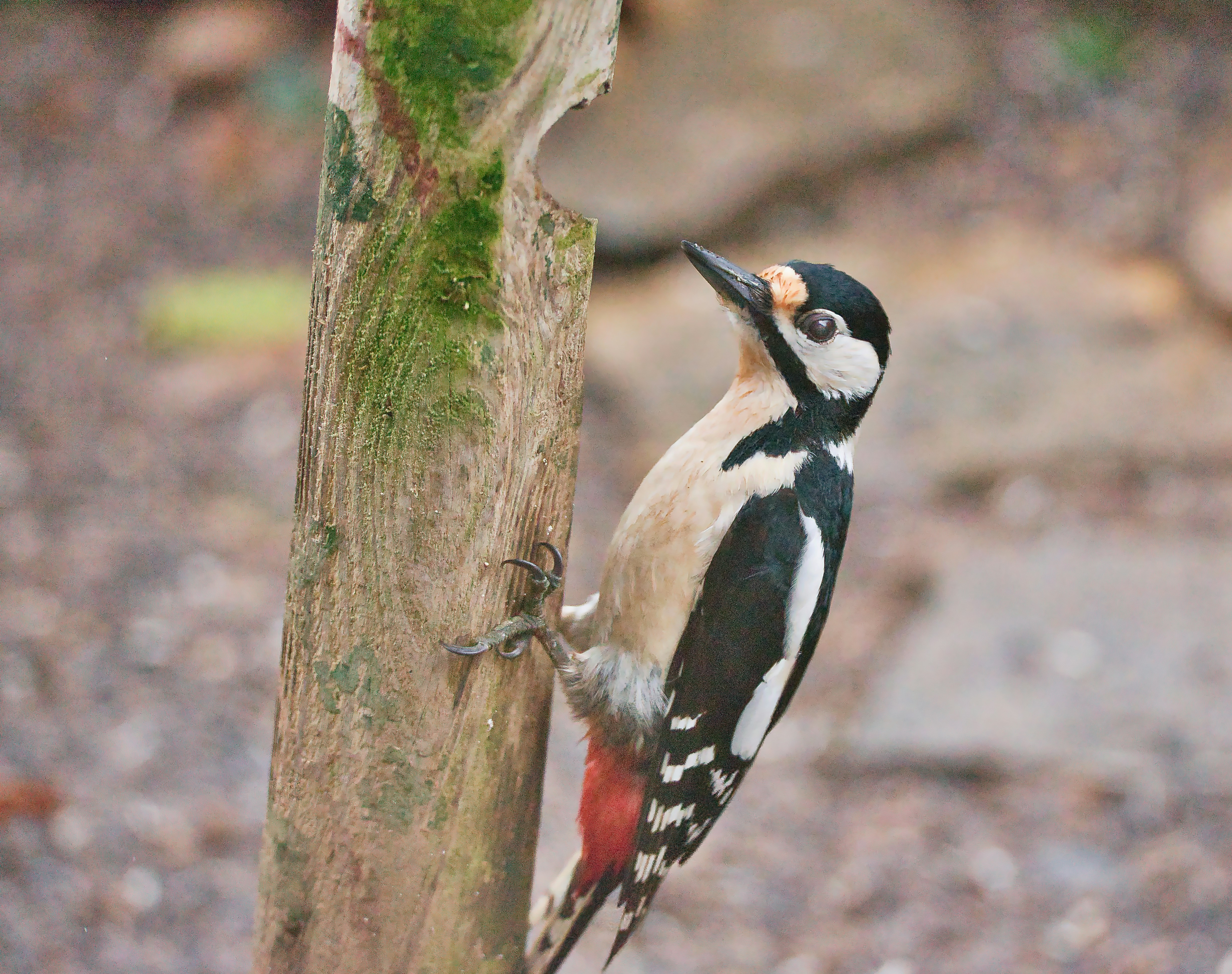 Woodpecker Clinging to a Mossy Trunk in Quiet Ground Forest