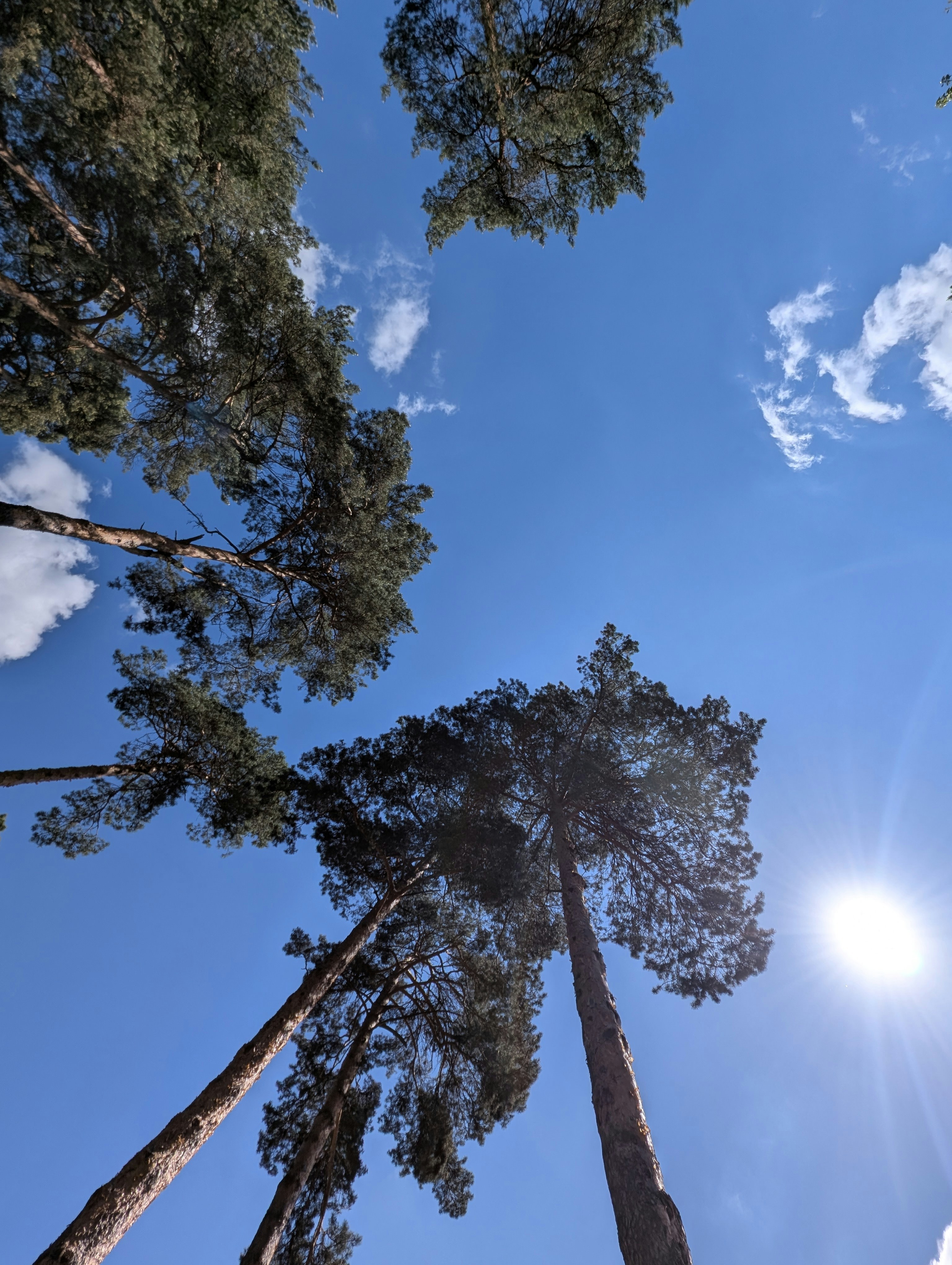 Sunlit Giants Reaching Toward a Cerulean Sky