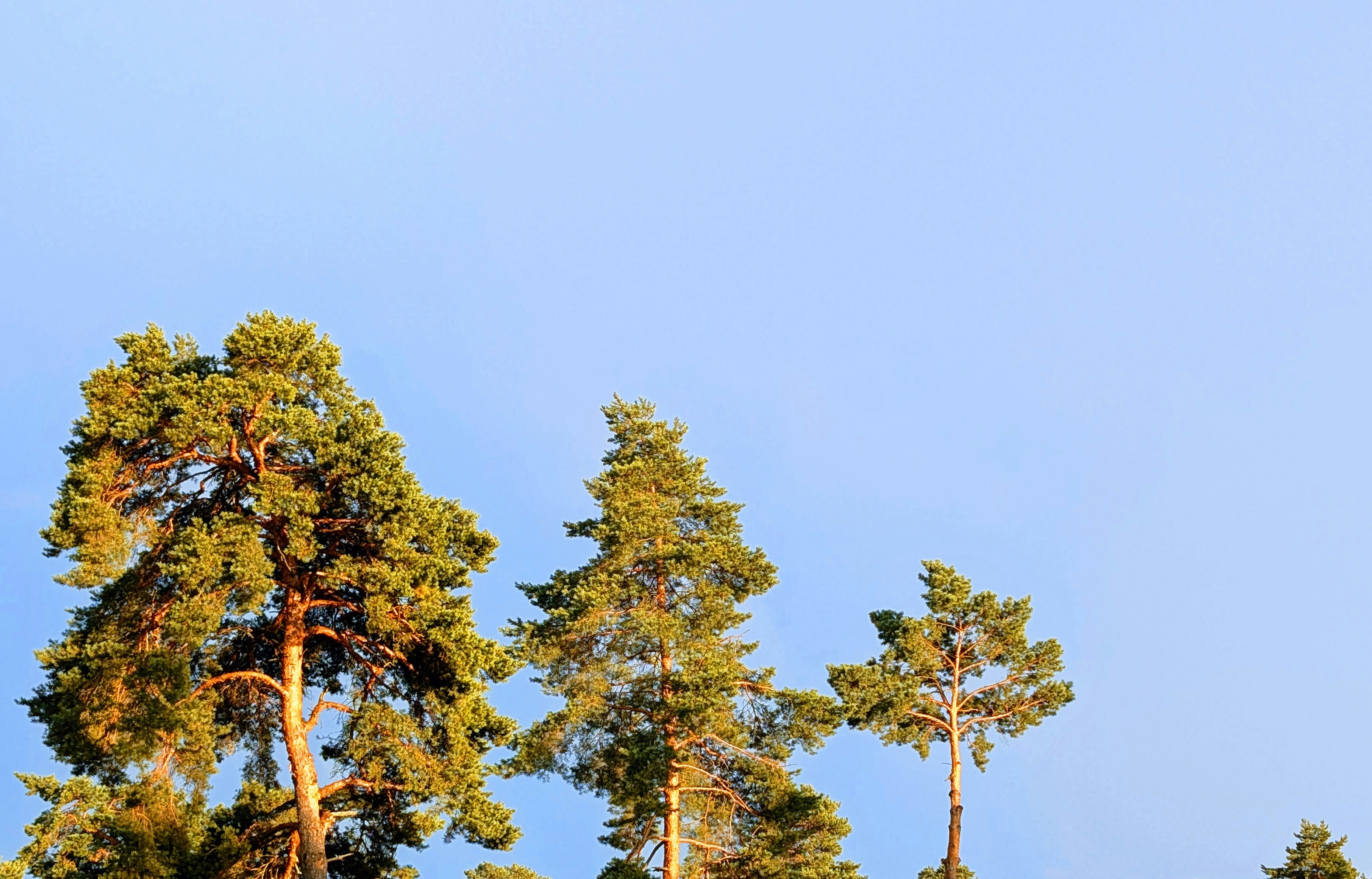 Sunlit Summit Pines Against a Clear Day