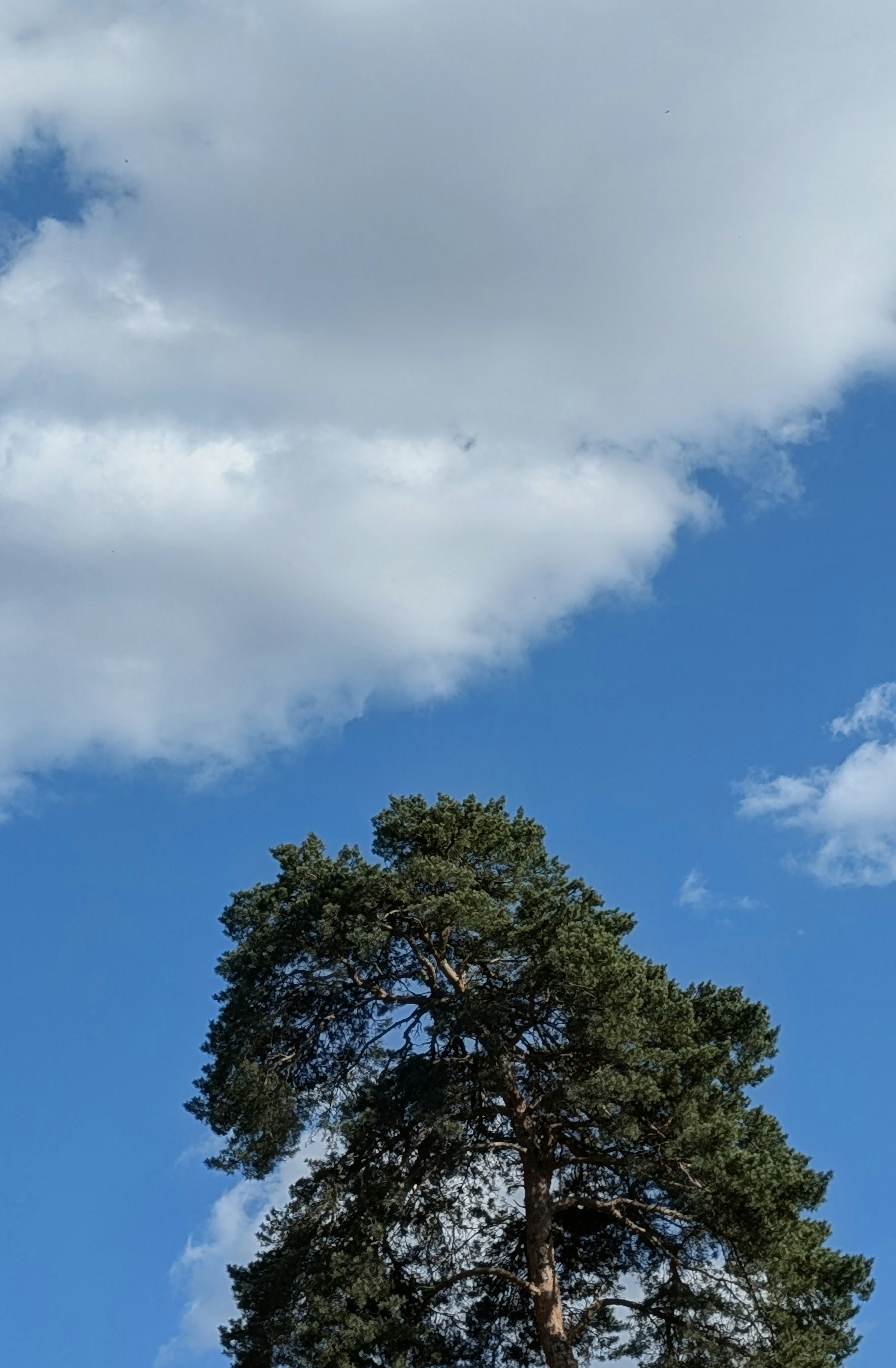 Towering Pine Against a Wide Sky
