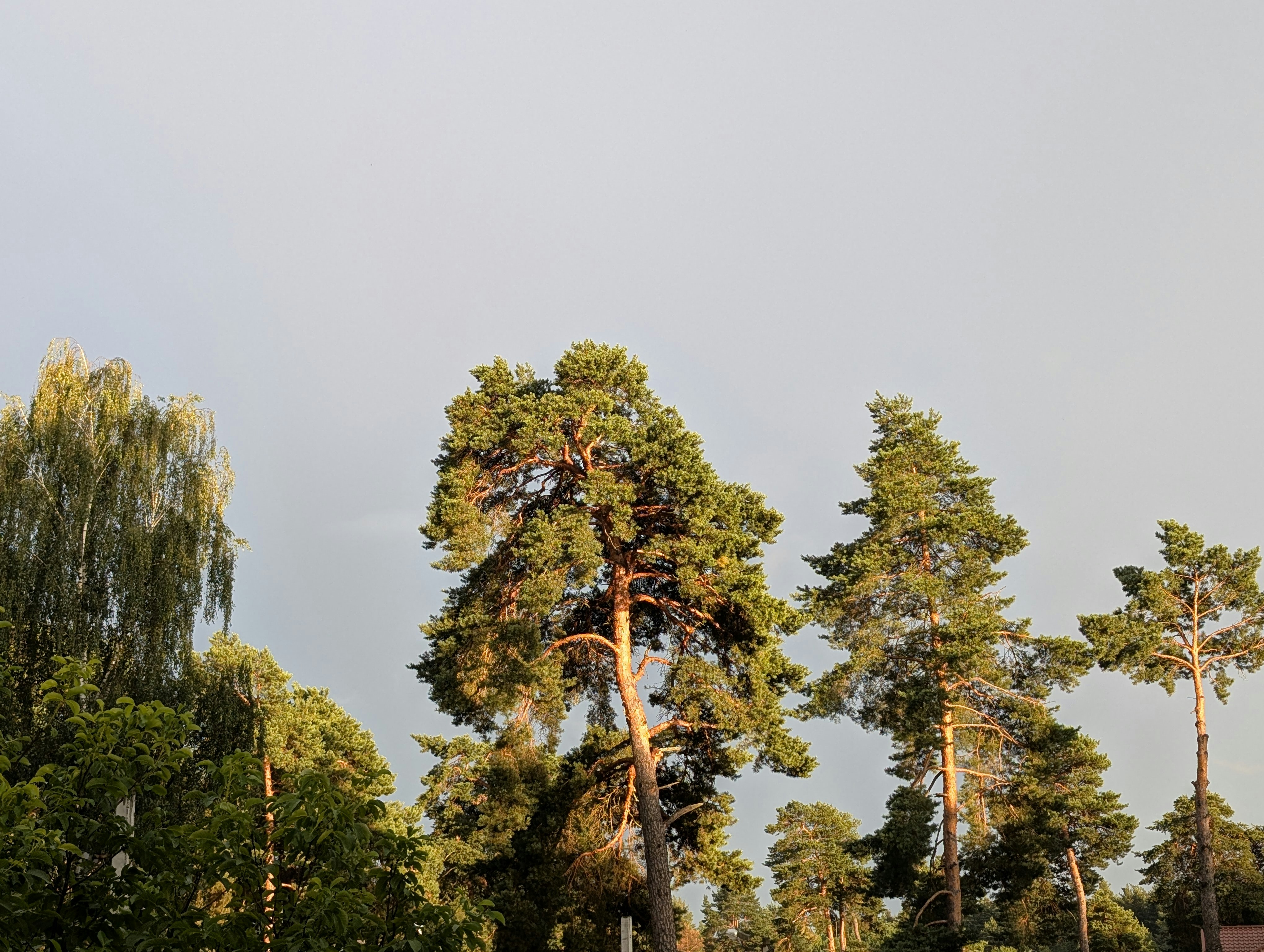 Sunlit Pines on a Calm Horizon