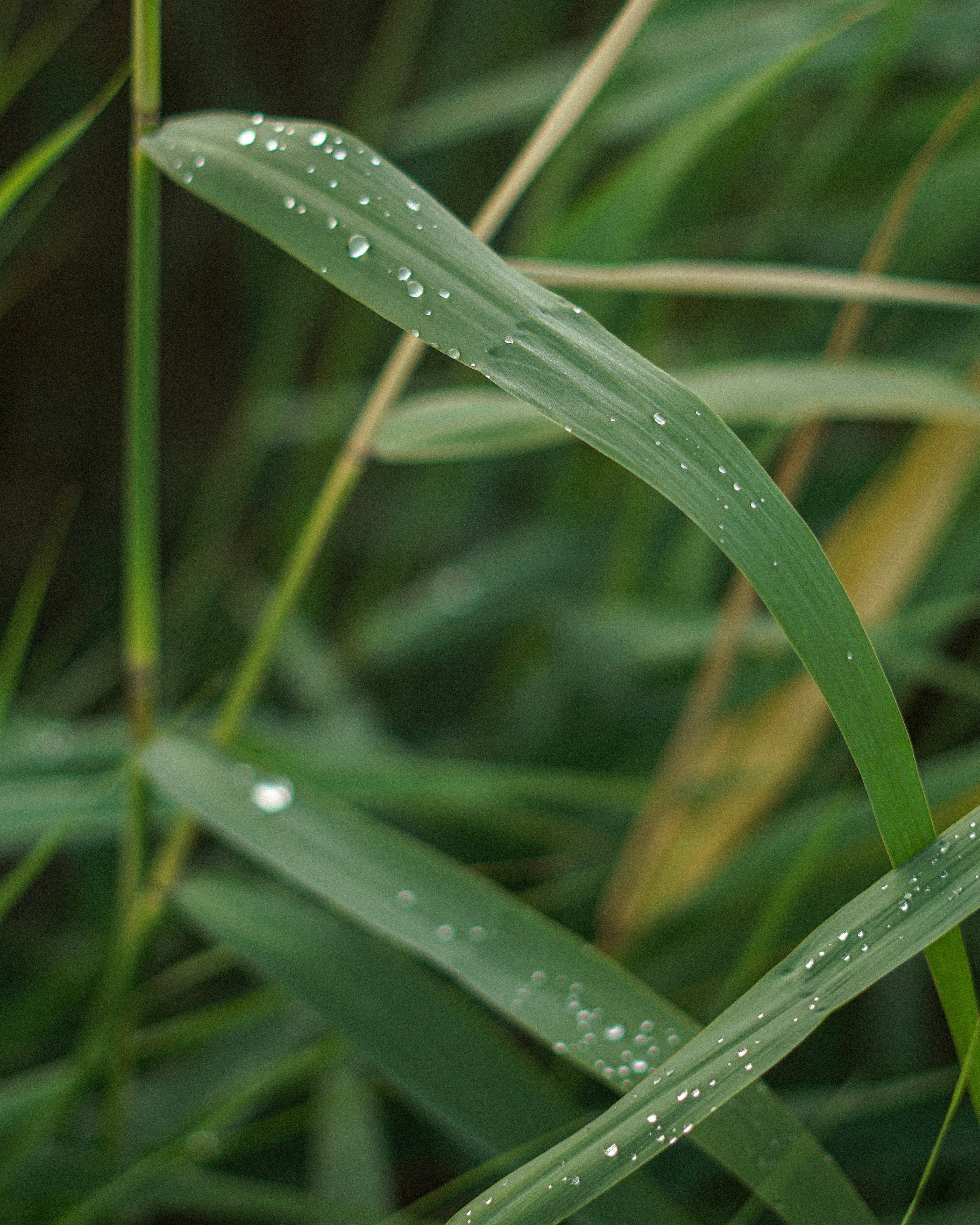 Dew-kissed blade: a quiet macro study of slender leaves