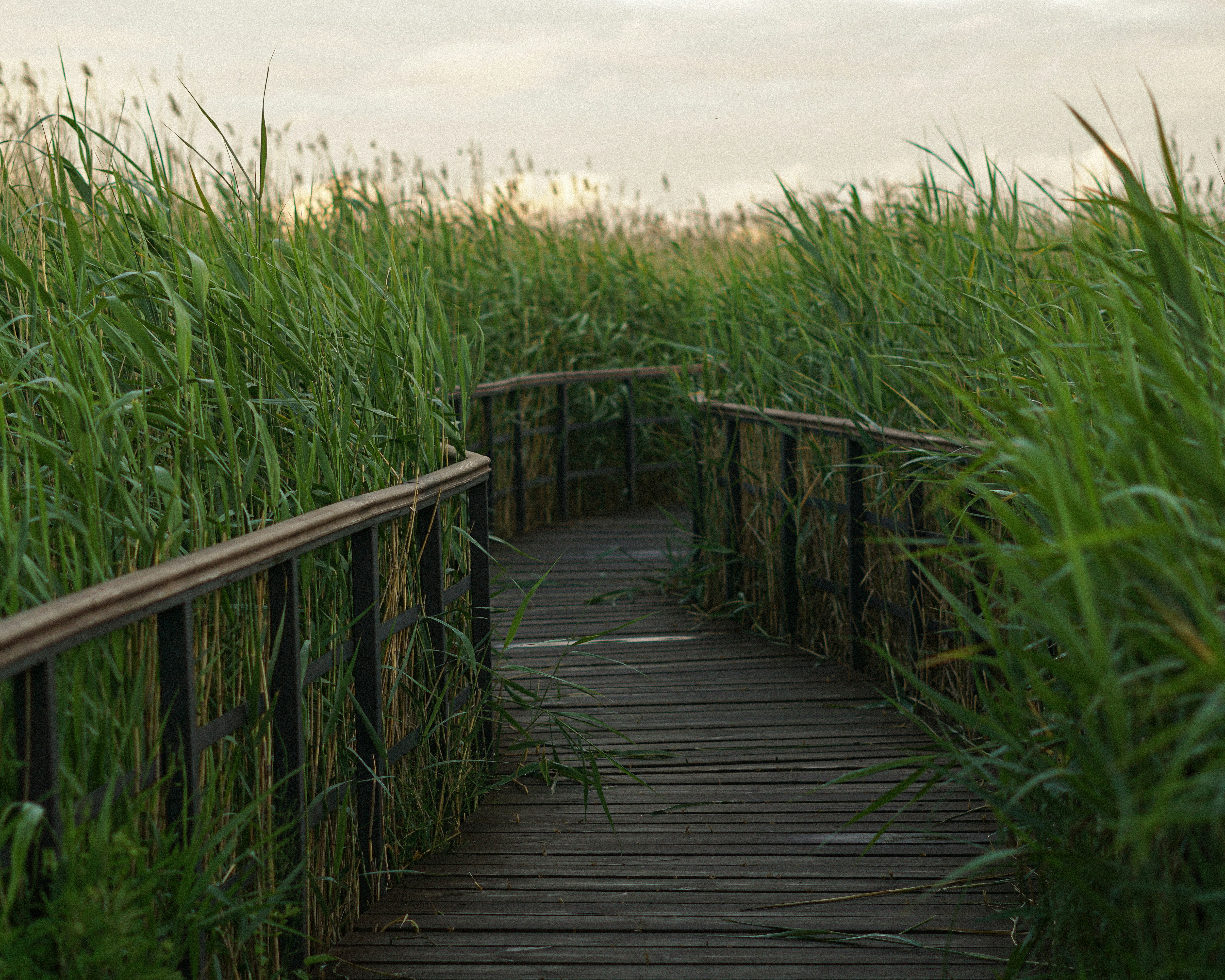 Path Through Reeds: A Weathered Boardwalk to a Distant Light