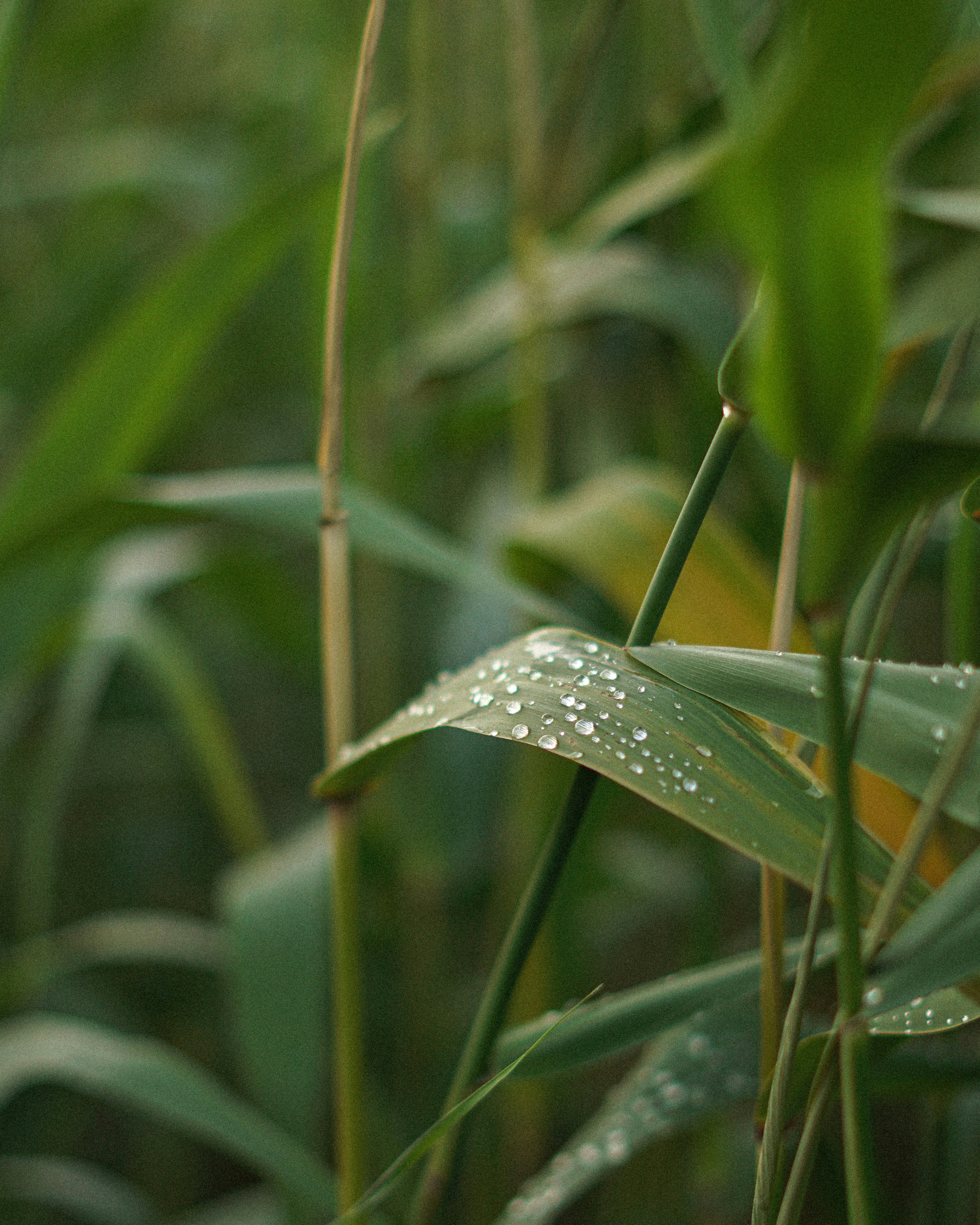 Dew-Kissed Reed Amid Quiet Green