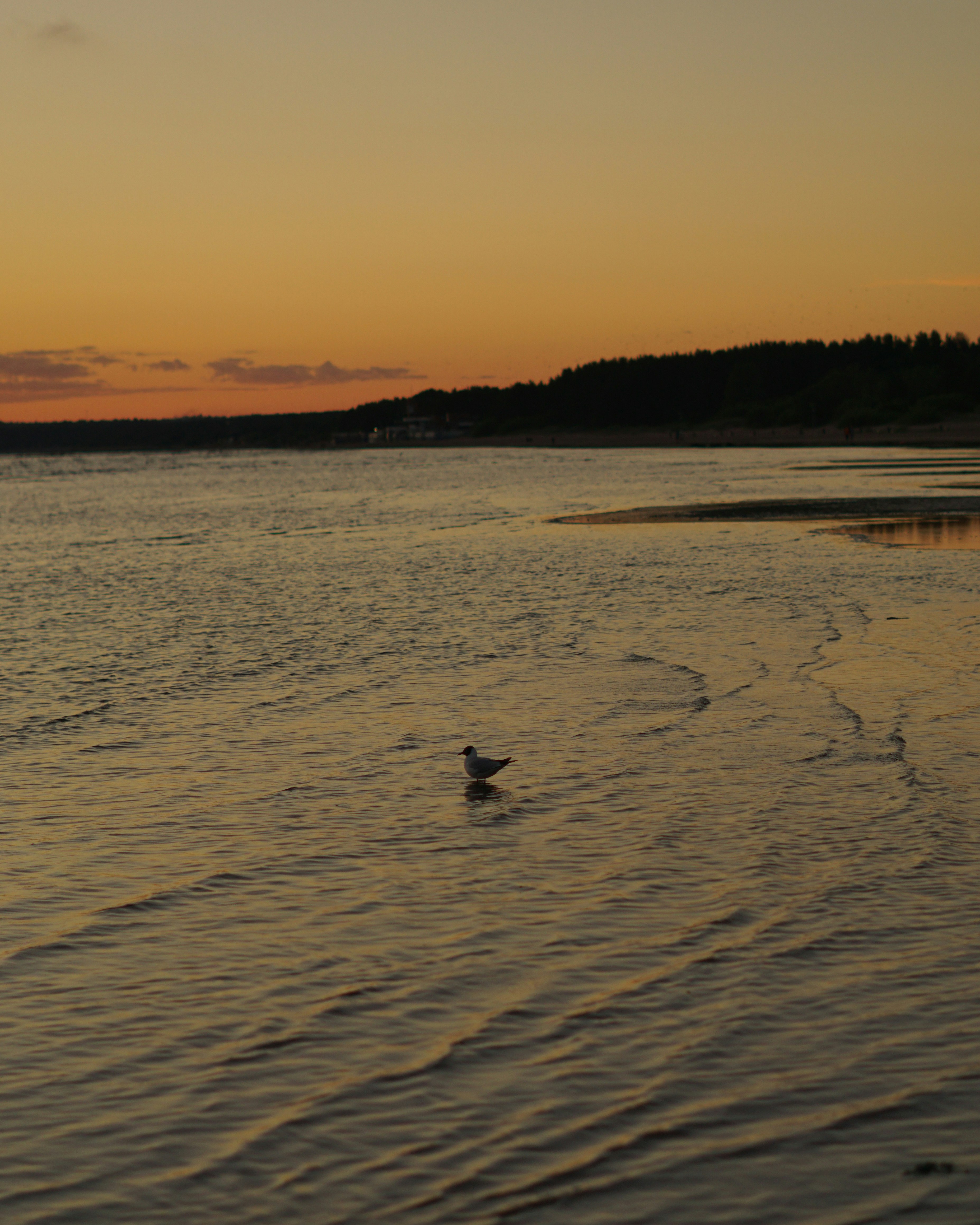 Dusk Over the Tide: A lone bird at the water’s edge