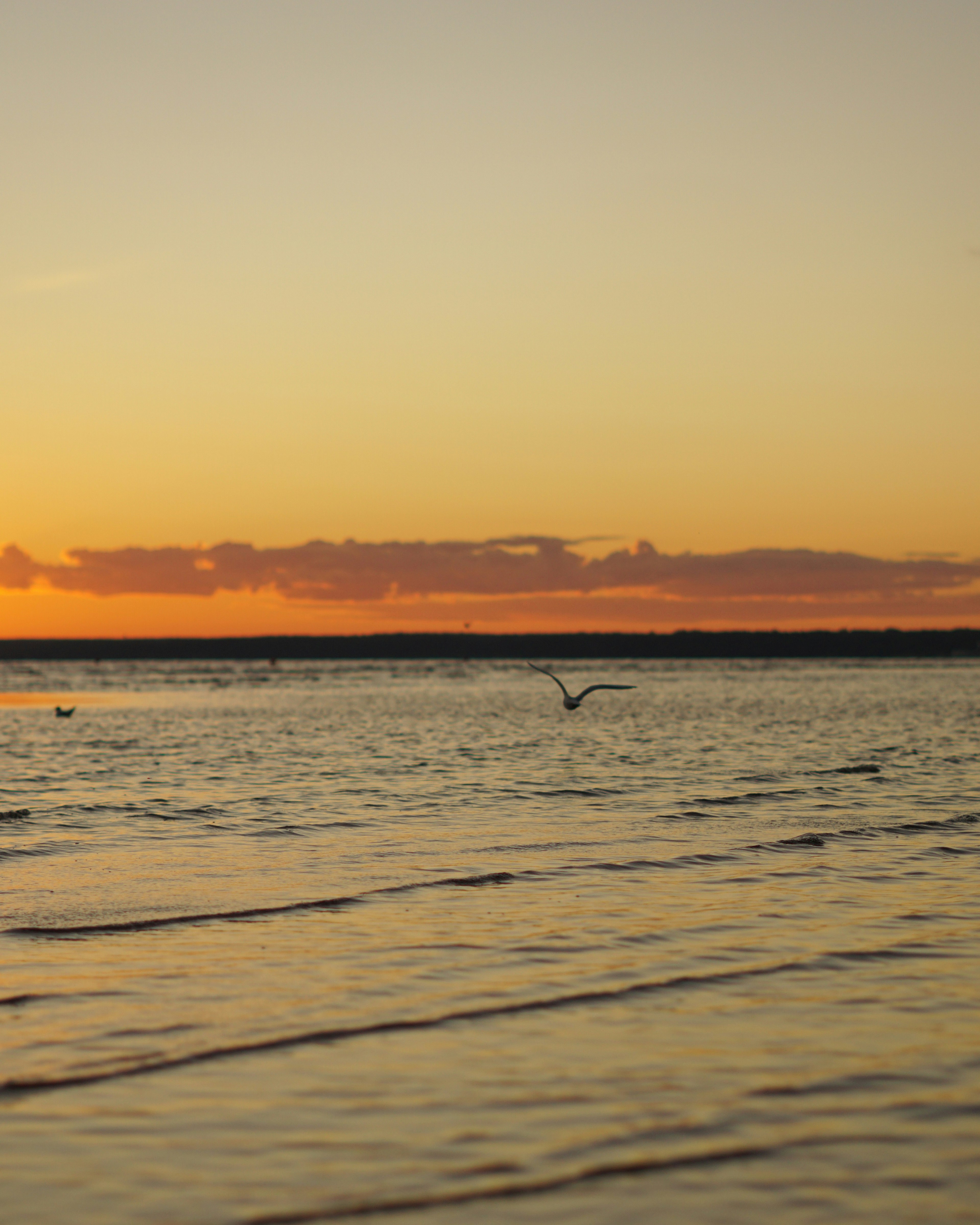 Dusky Horizon: Seabird in Flight at Sunset