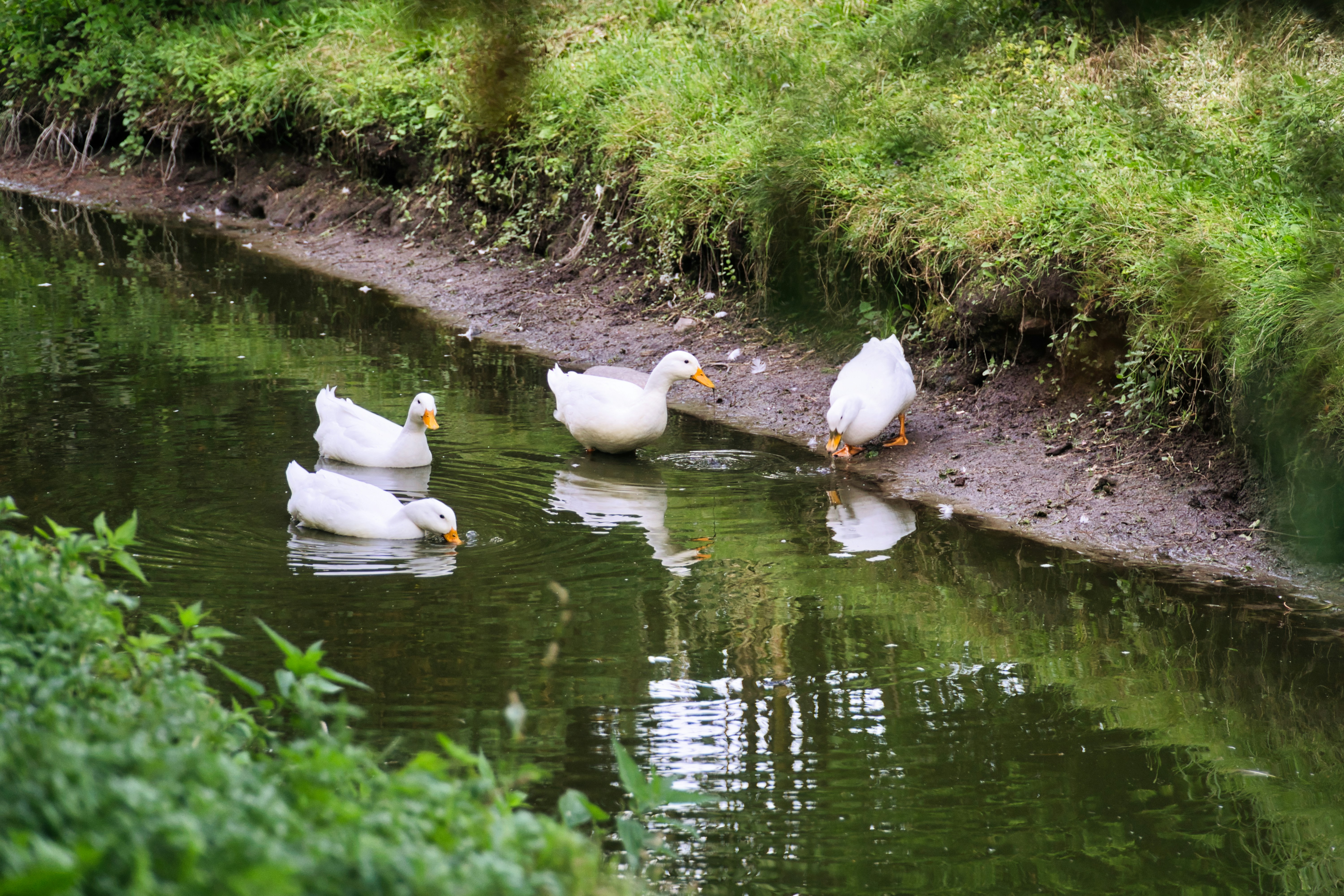 White ducks at the water’s edge: quiet gathering by the bank