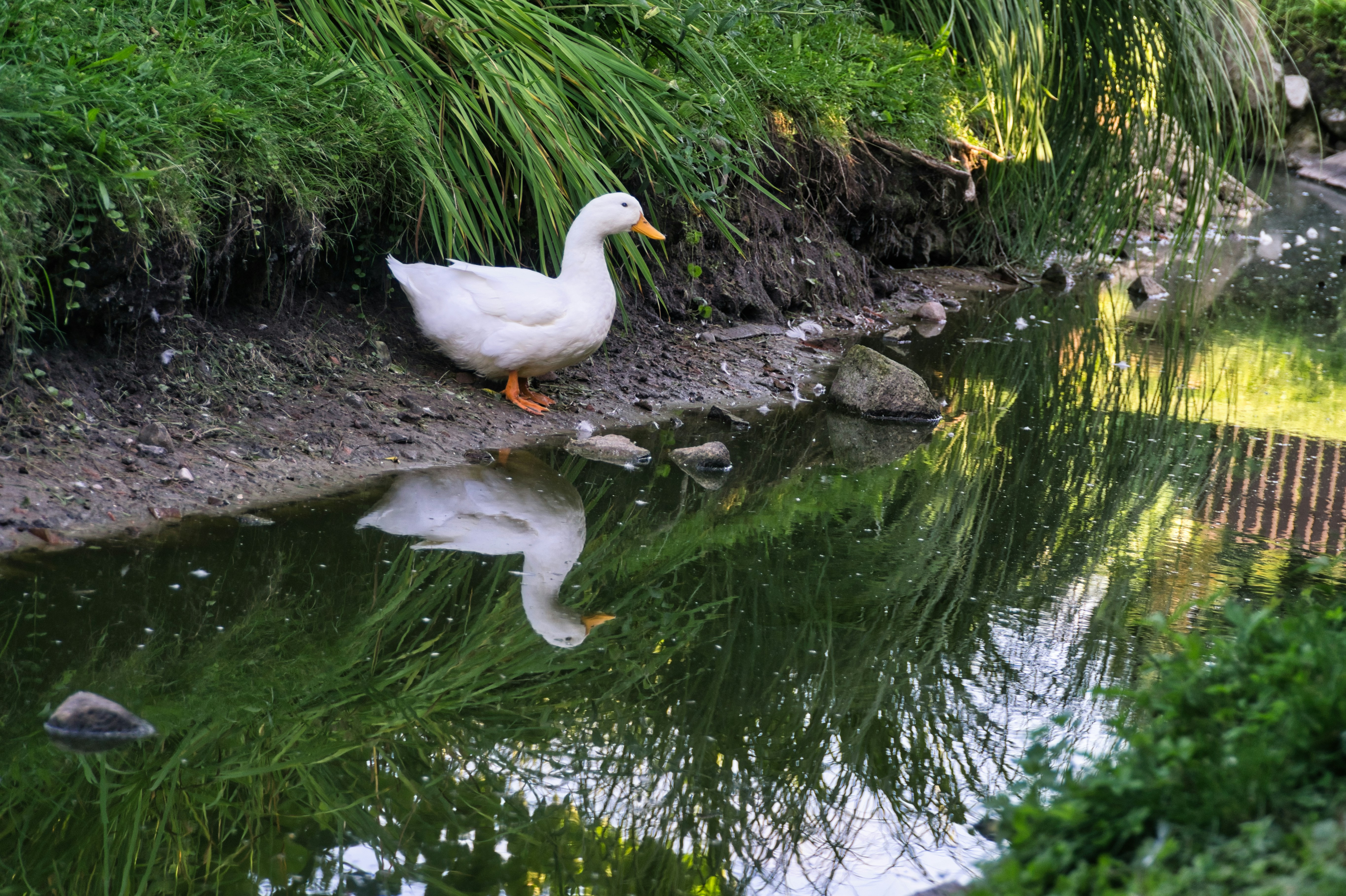 White Duck at the Water's Edge: Quiet Reflection