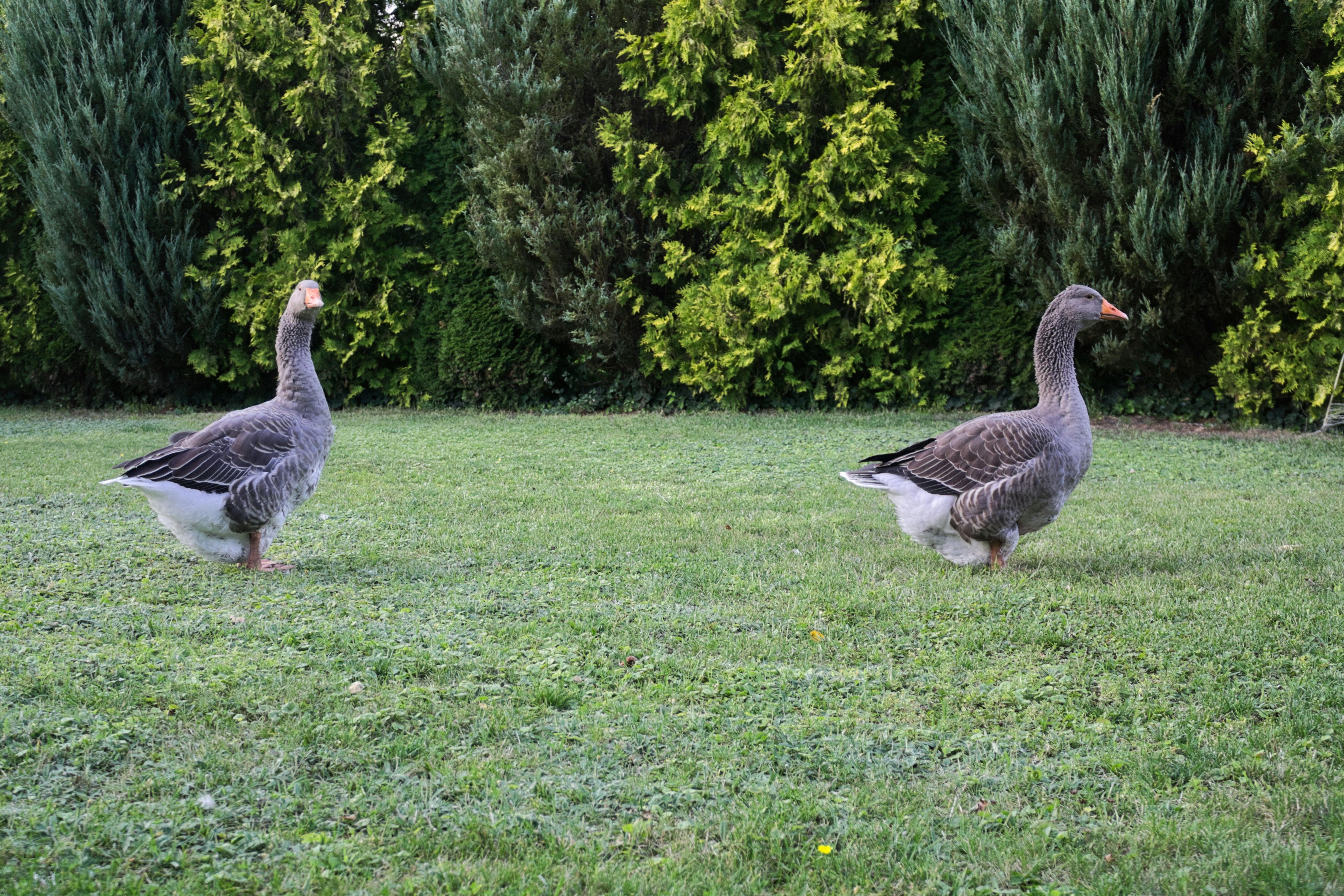 Two Greylag Geese Patrol the Park Green