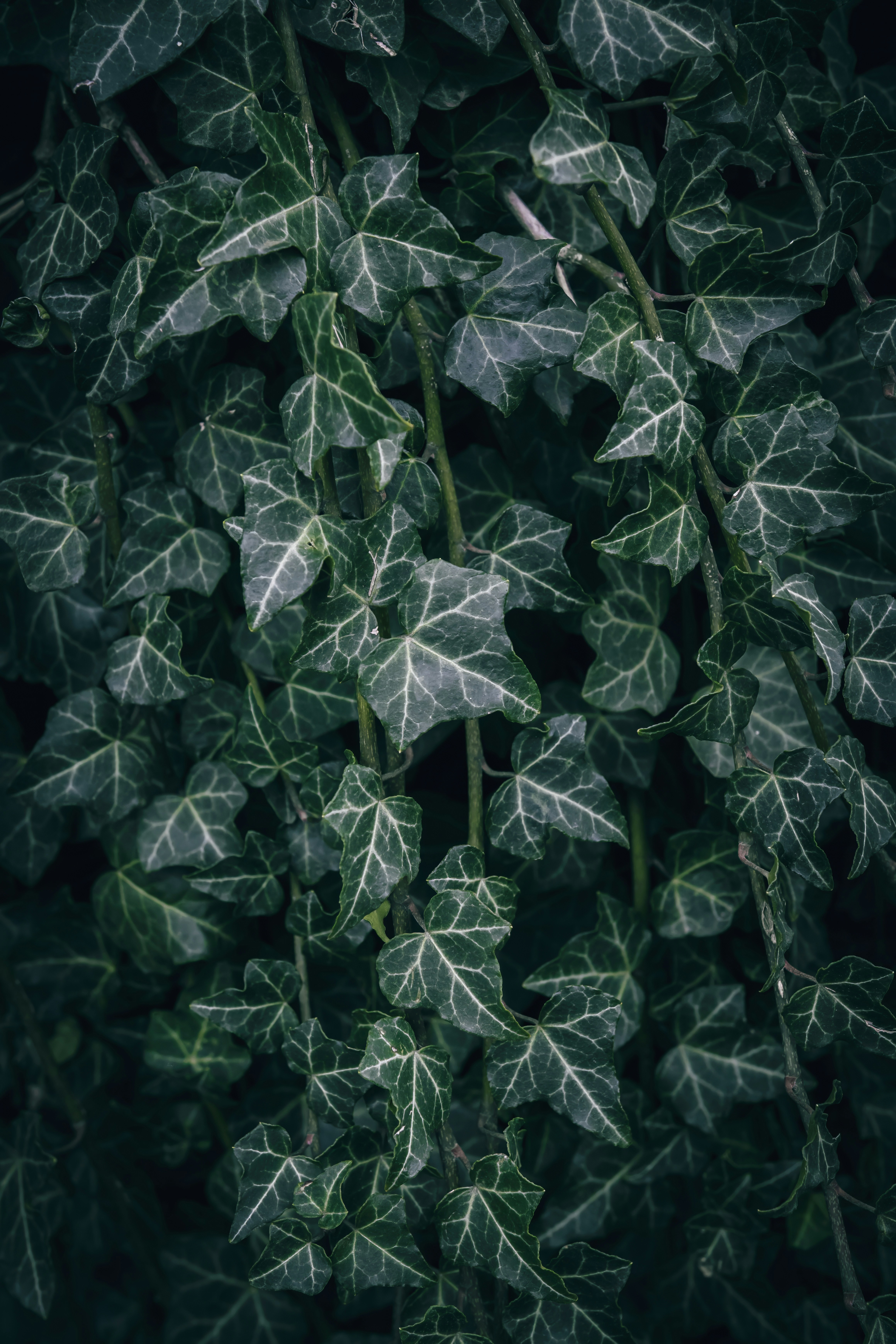 Veiled Green Veins: Ivy Tangles in Quiet Shadow