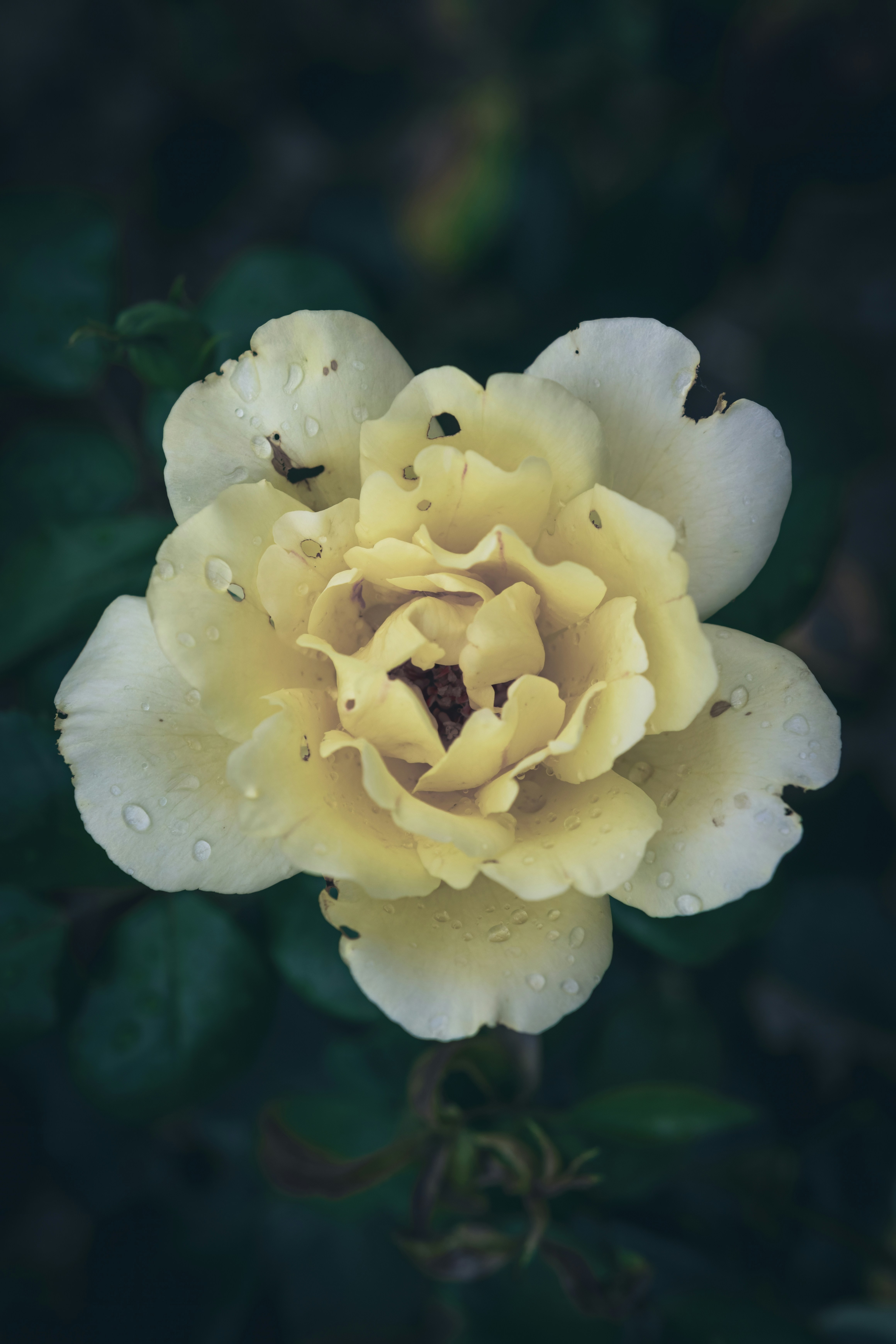 Soft Yellow Rose in Focus: Dew-kissed Center Amid Deep Green Blur