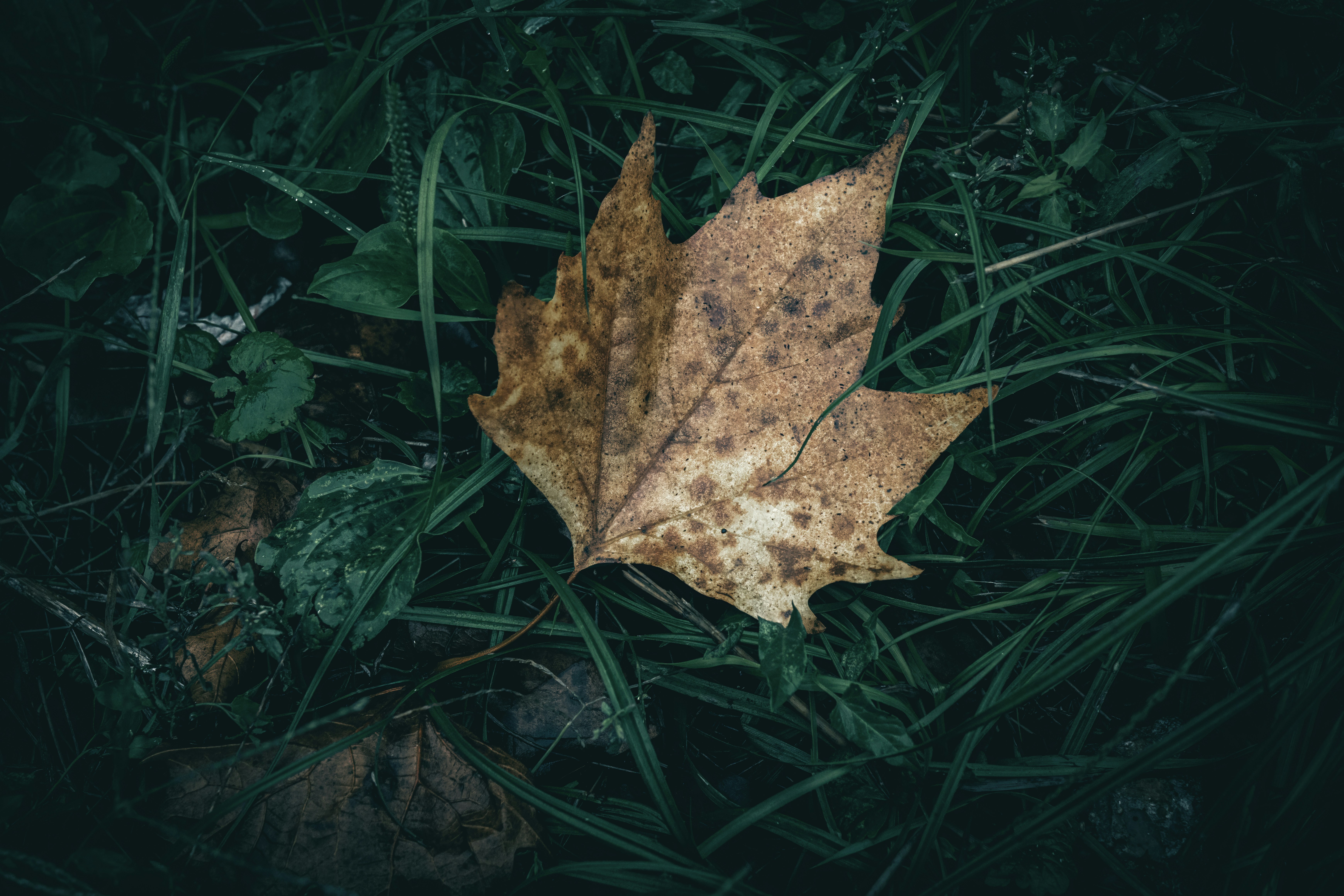 A single brown maple leaf rests on dark, dew-damp grass, capturing a quiet moment of fall amid damp foliage. Note: appear as a macro-like close-up of a natural leaf on the ground.