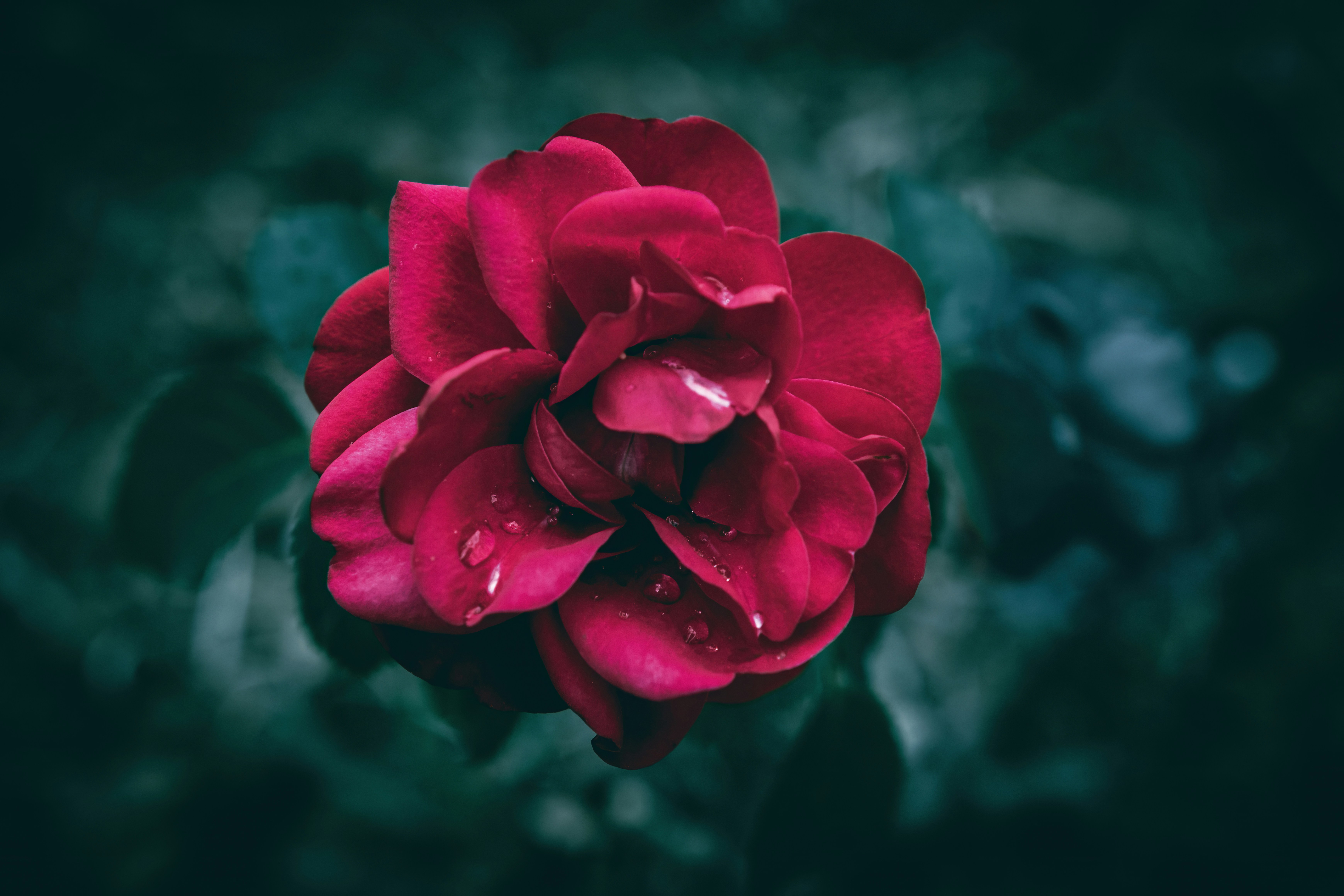 Crimson Rose in Focus: A Quiet Center of Petals
