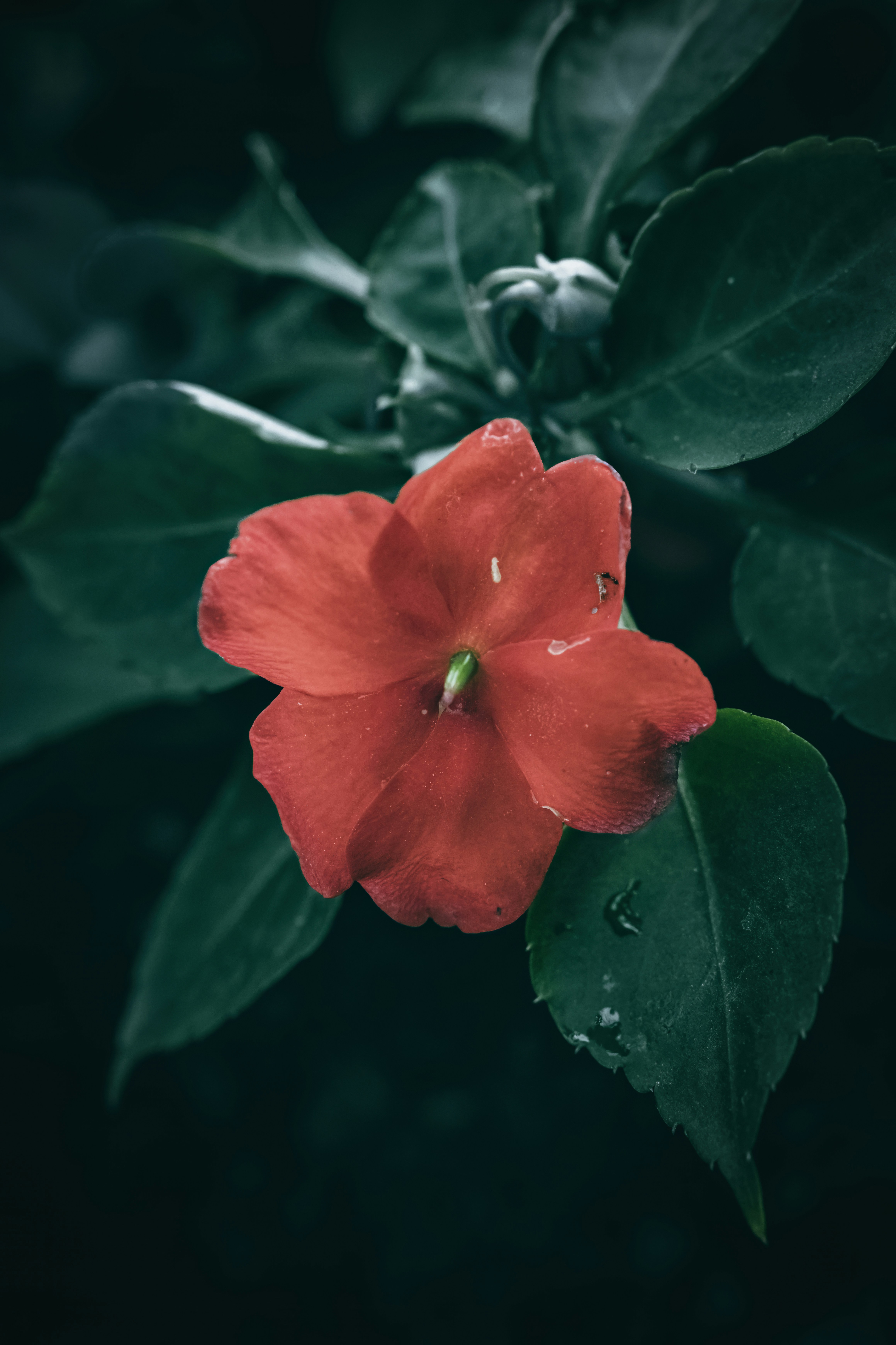 Scarlet blossom in shadowed green: a lone bloom commands the frame