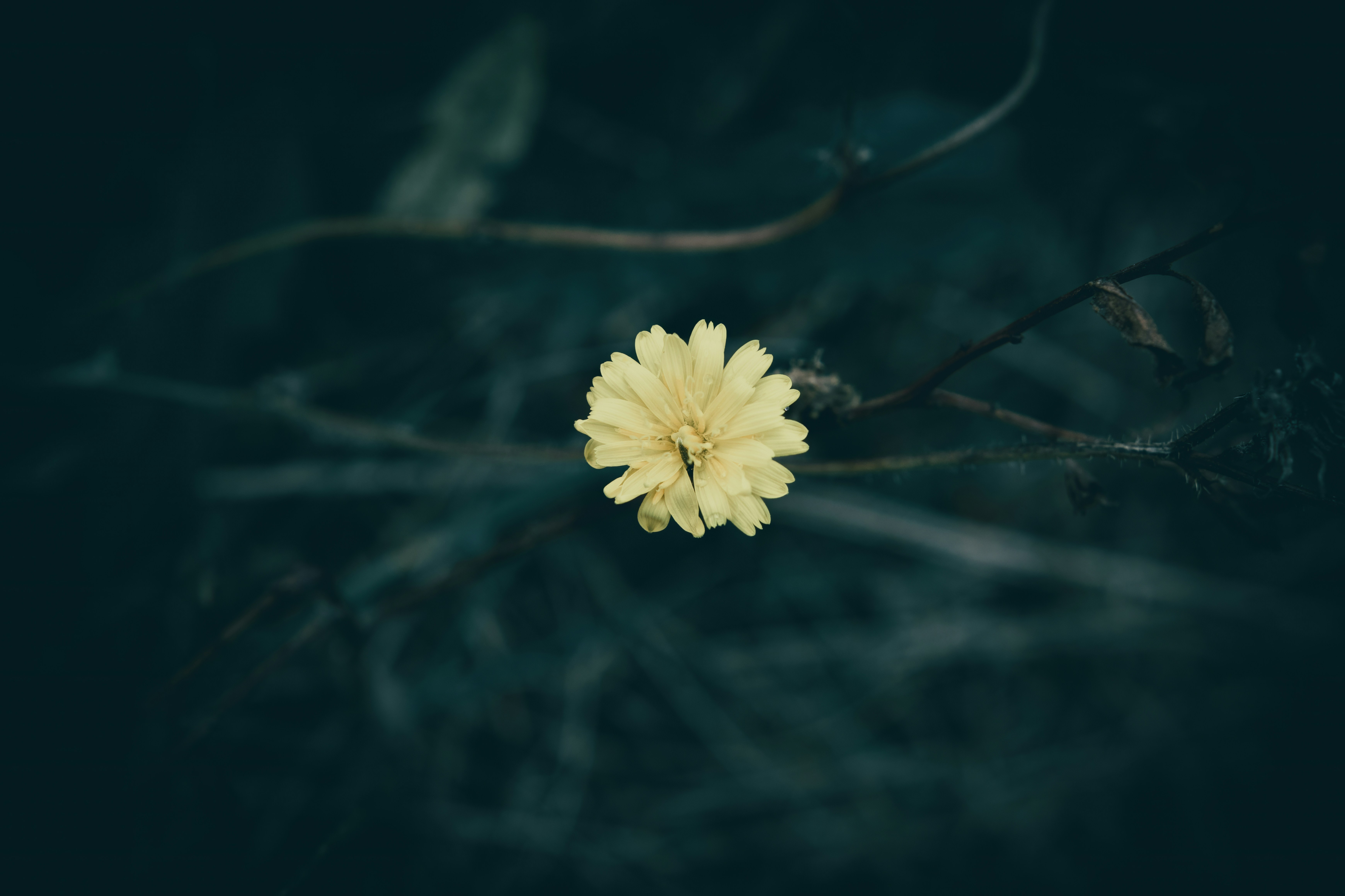 Yellow Bloom Against a Quiet Aurora of Night