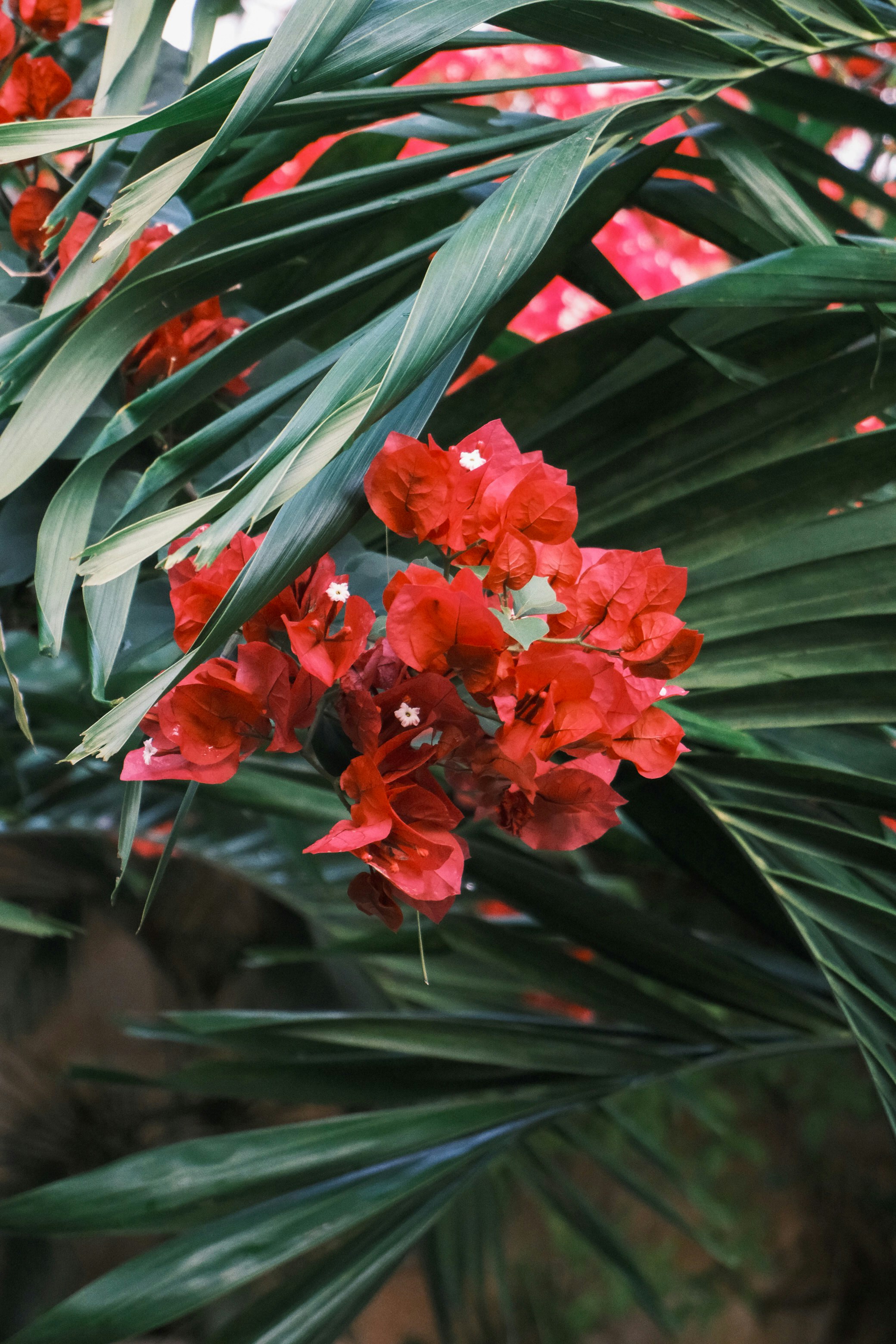 Scarlet Bloom Amid Broad-green Foliage