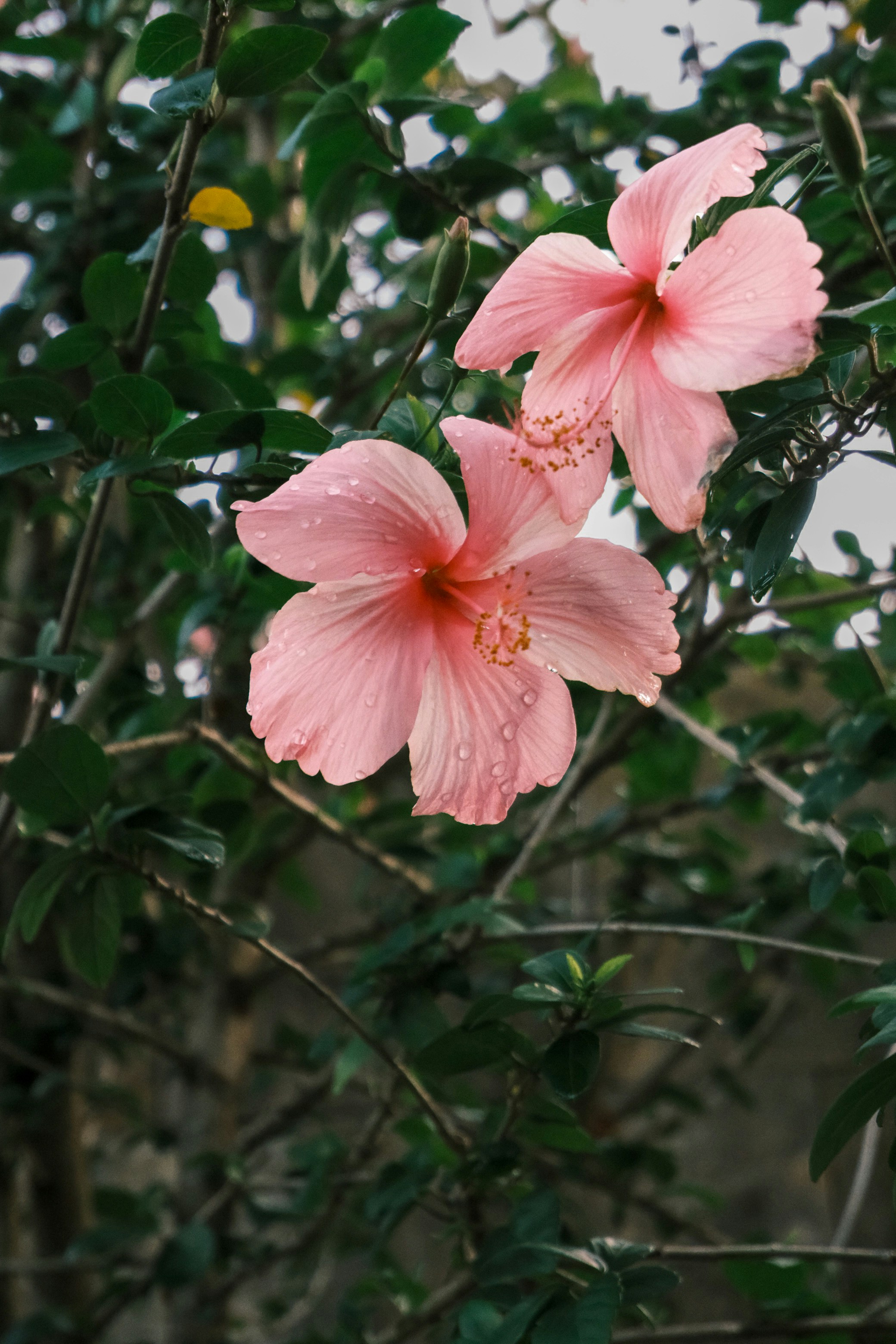 Soft Coral Bloom: Dual Hibiscus Against a Verdant Veil