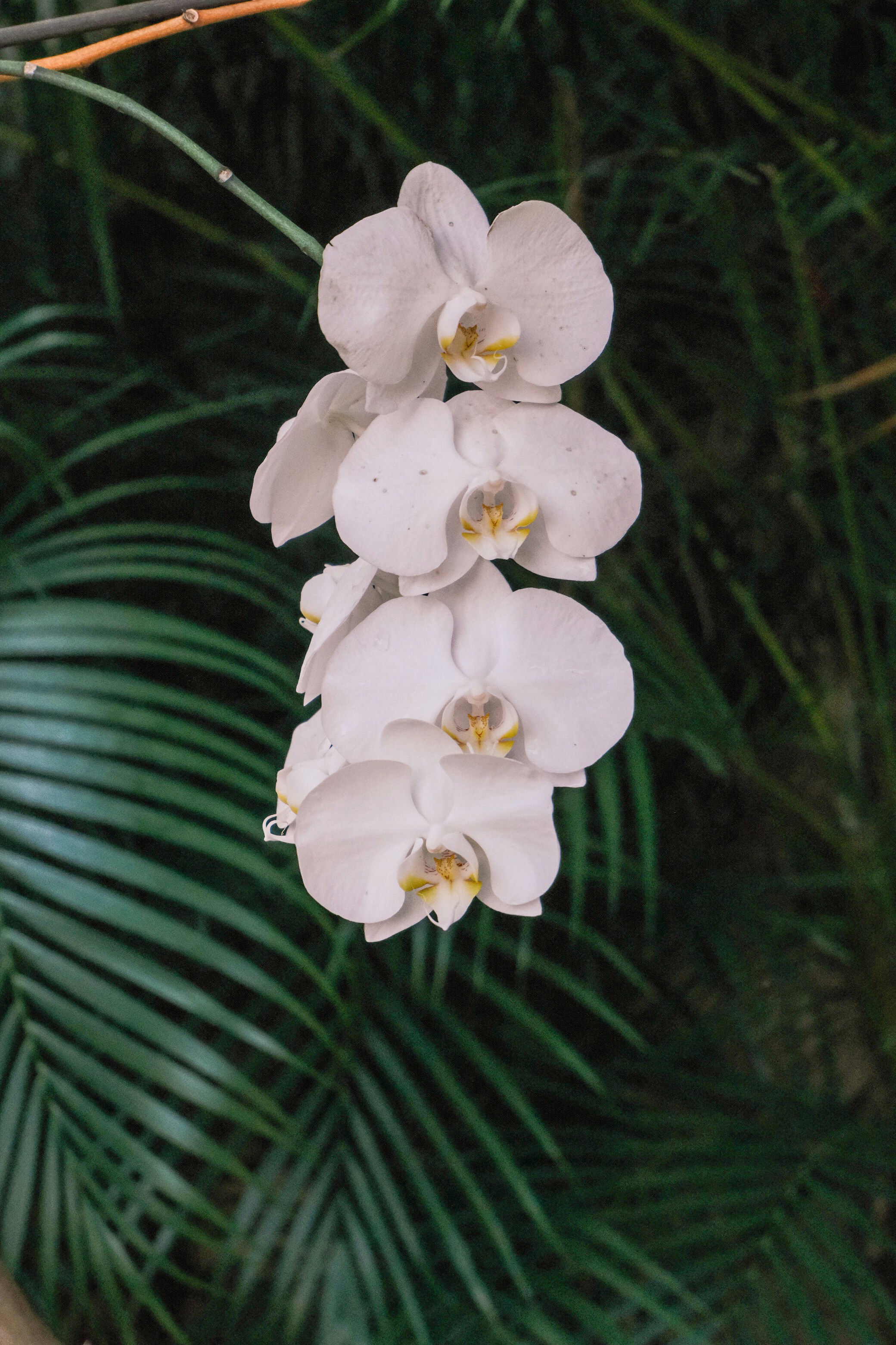 Cascade of White Orchids Amid Tropical Foliage