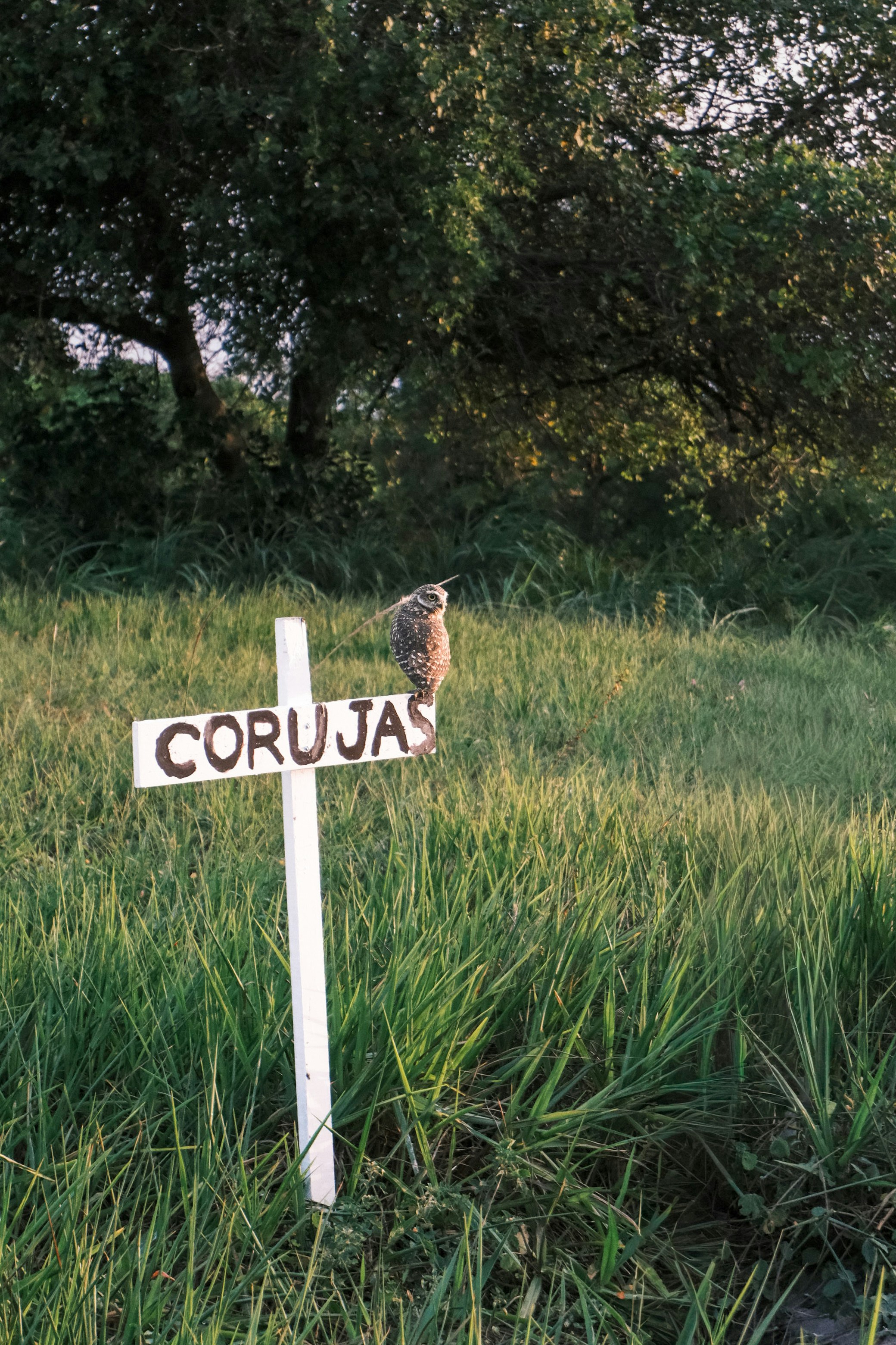 Lone owl on a crossroad sign in sunlit field