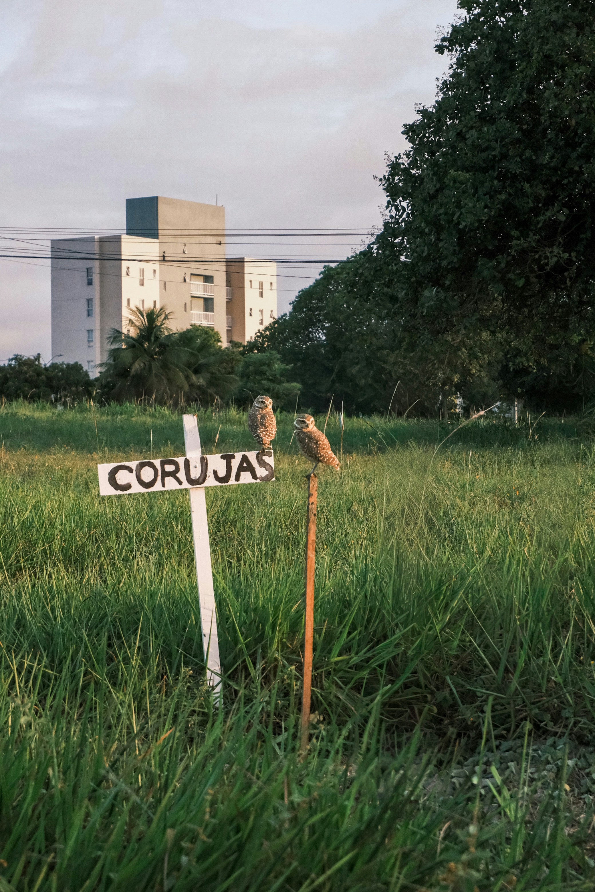 Signpost in Tall Grass with Two Owls on a Post