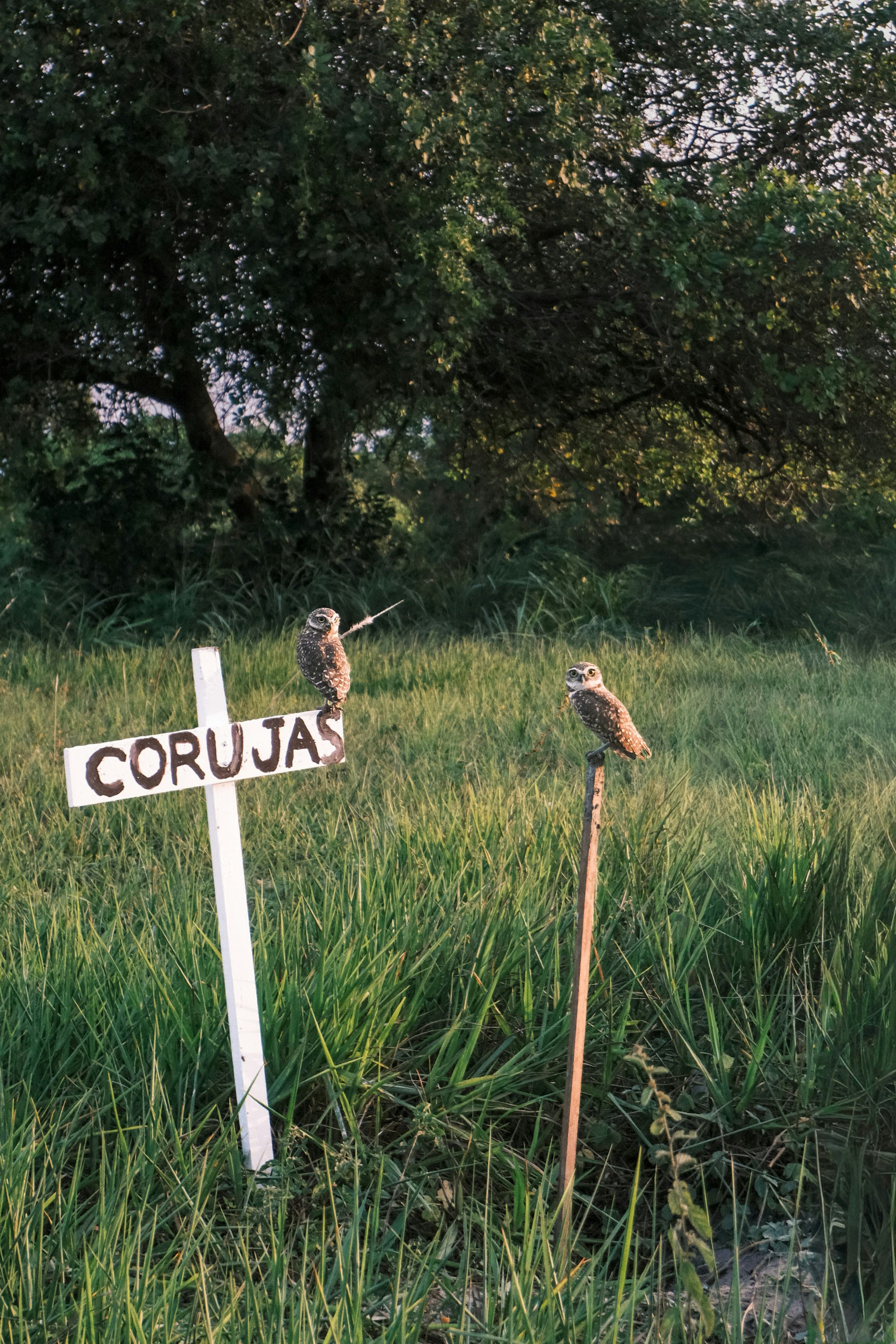 Owl Sentinels by the Crooked Signpost