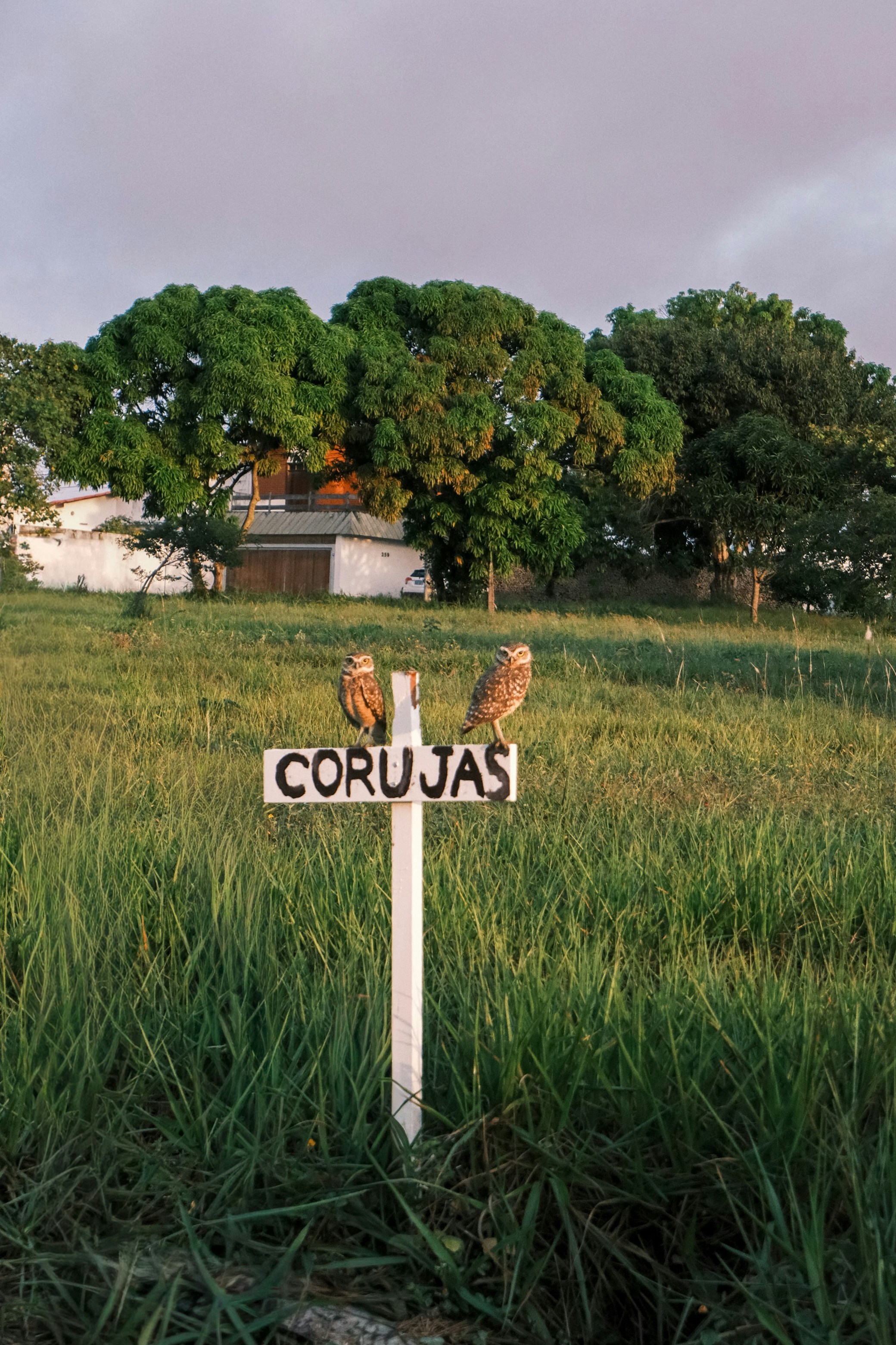 Perched Watchers over a Quiet Field
