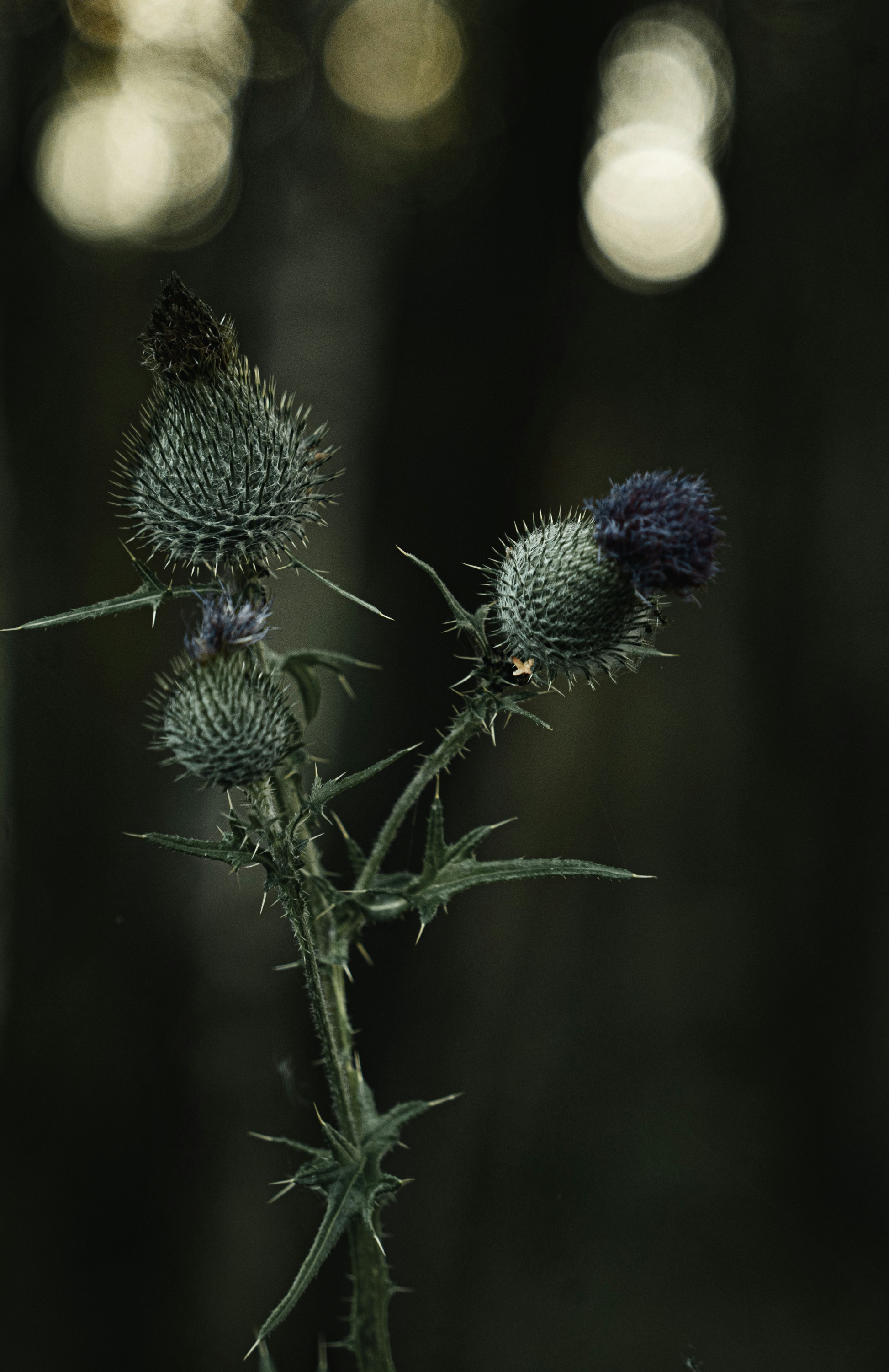 Thistle Crown: A Quiet Portrait of Spiny Seed Heads in Velvet Darkness