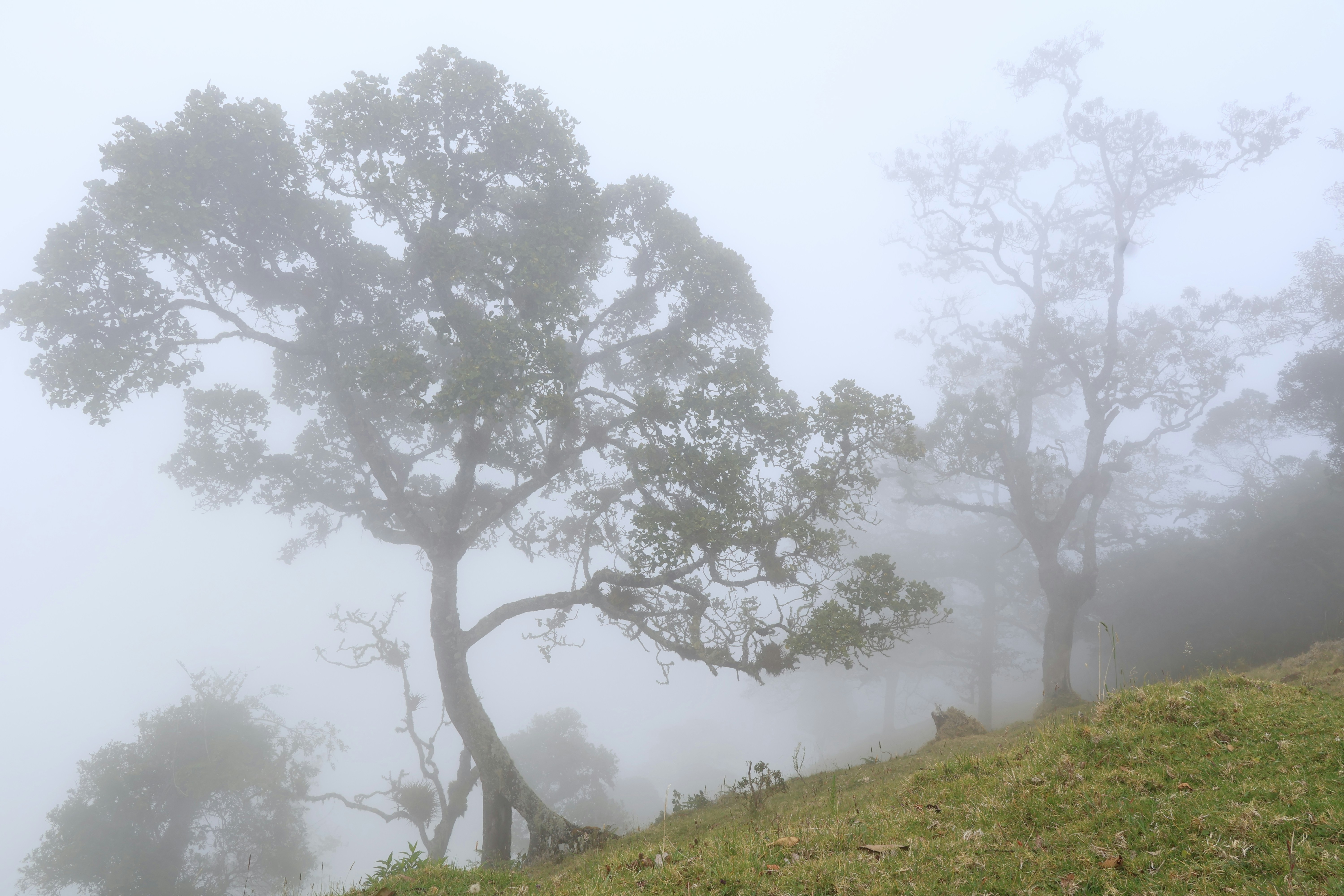 Mist-Blank Hills: A Whisper of Trees in Fog