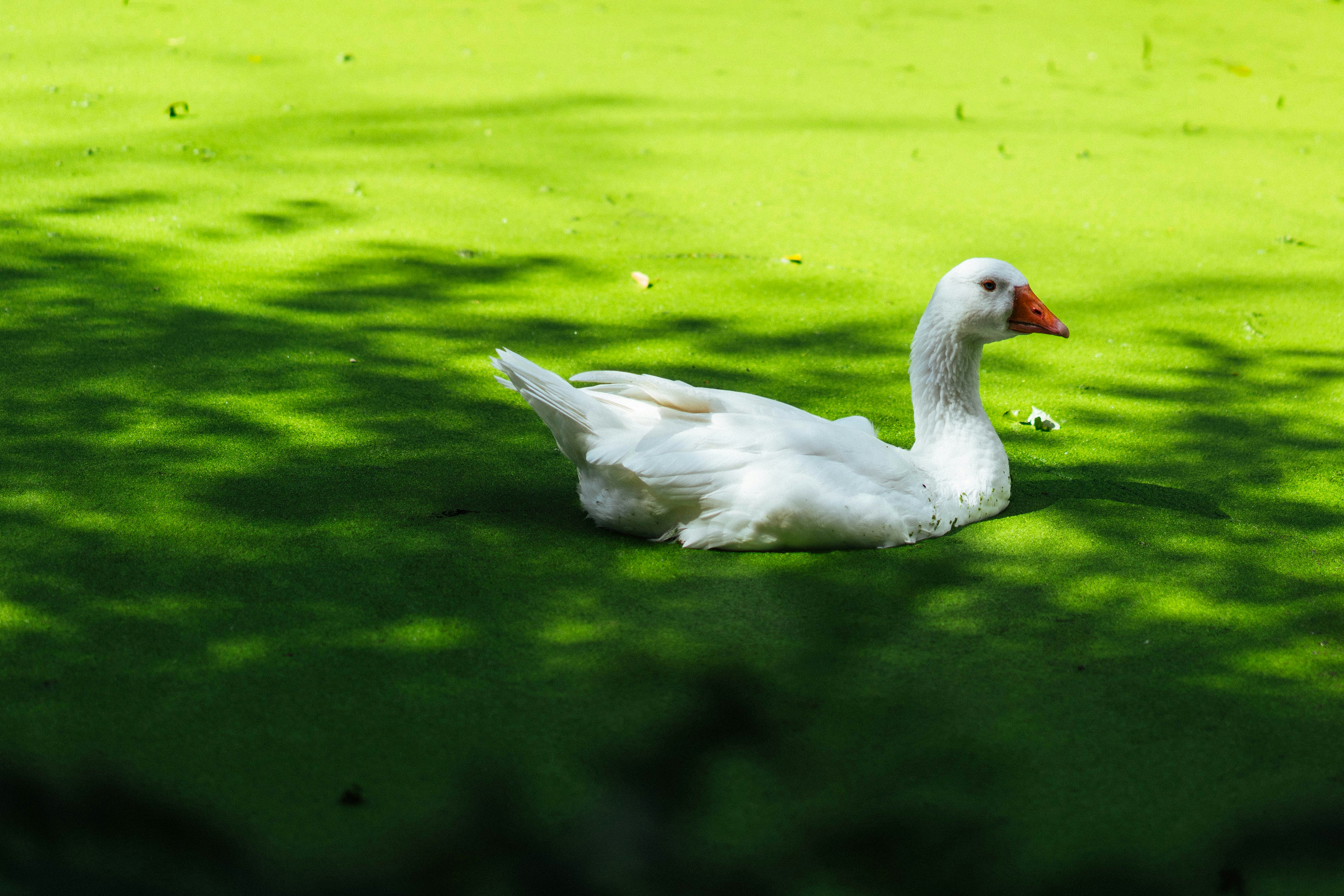 Floating in Verdant Quiet: A White Duck on Sunlit Green Water