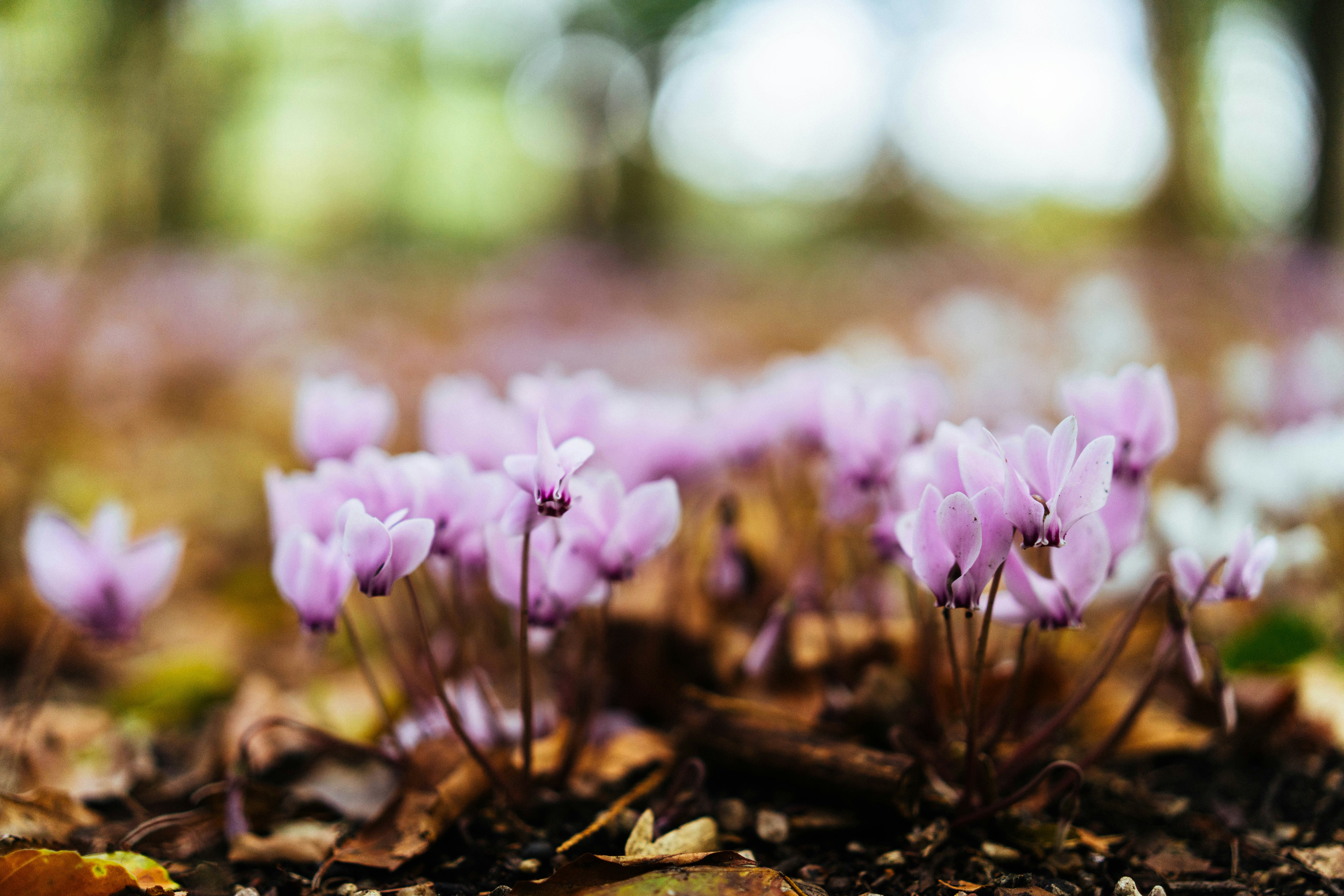 Springmote Bloom: Pink Cyclamen Tight at Ground Level