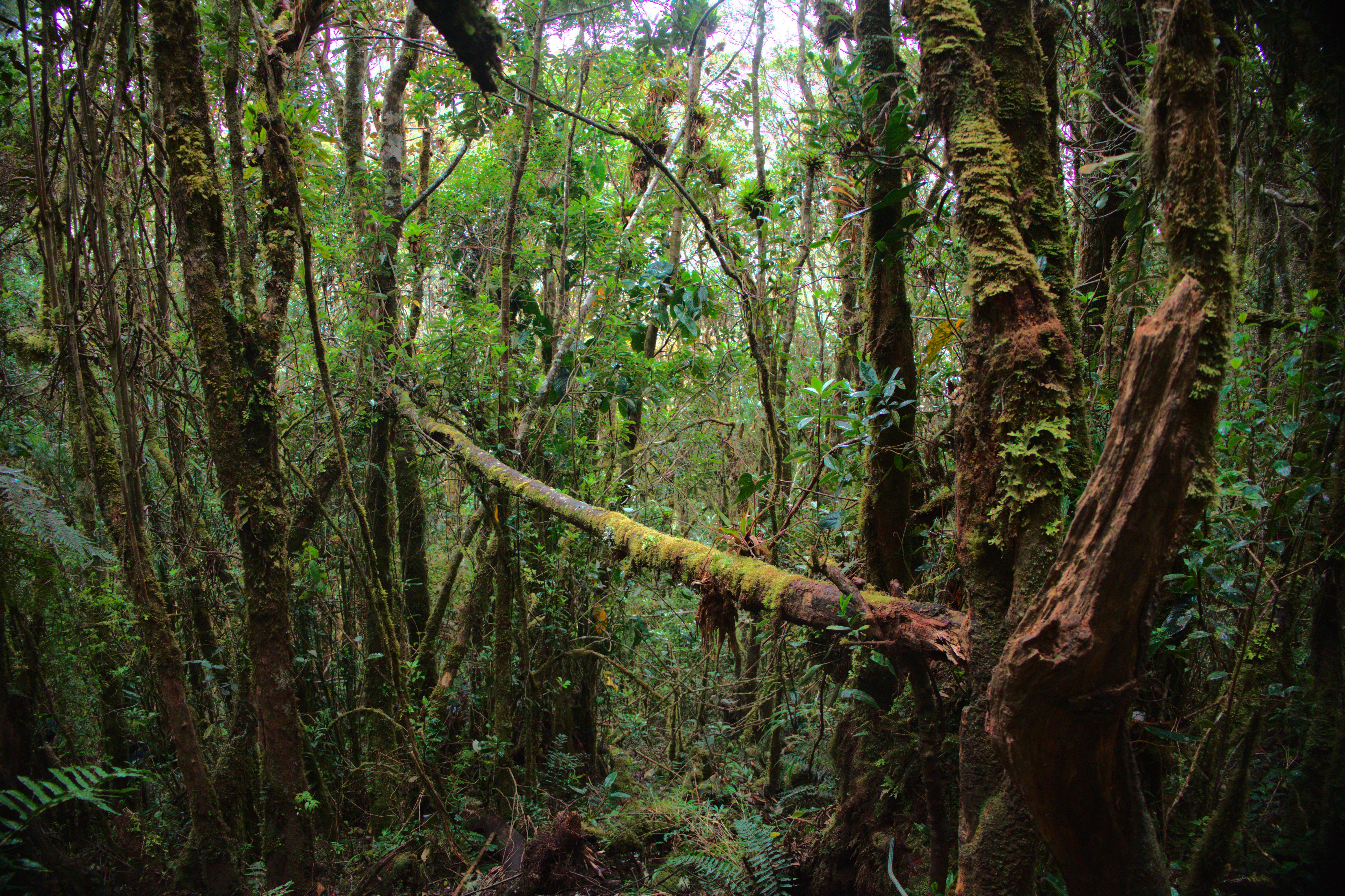 Dense forest scene with moss-covered trees and a fallen trunk stretching across the frame, conveying a lush, damp understory and a sense of height. A natural, untouched woodland vignette.