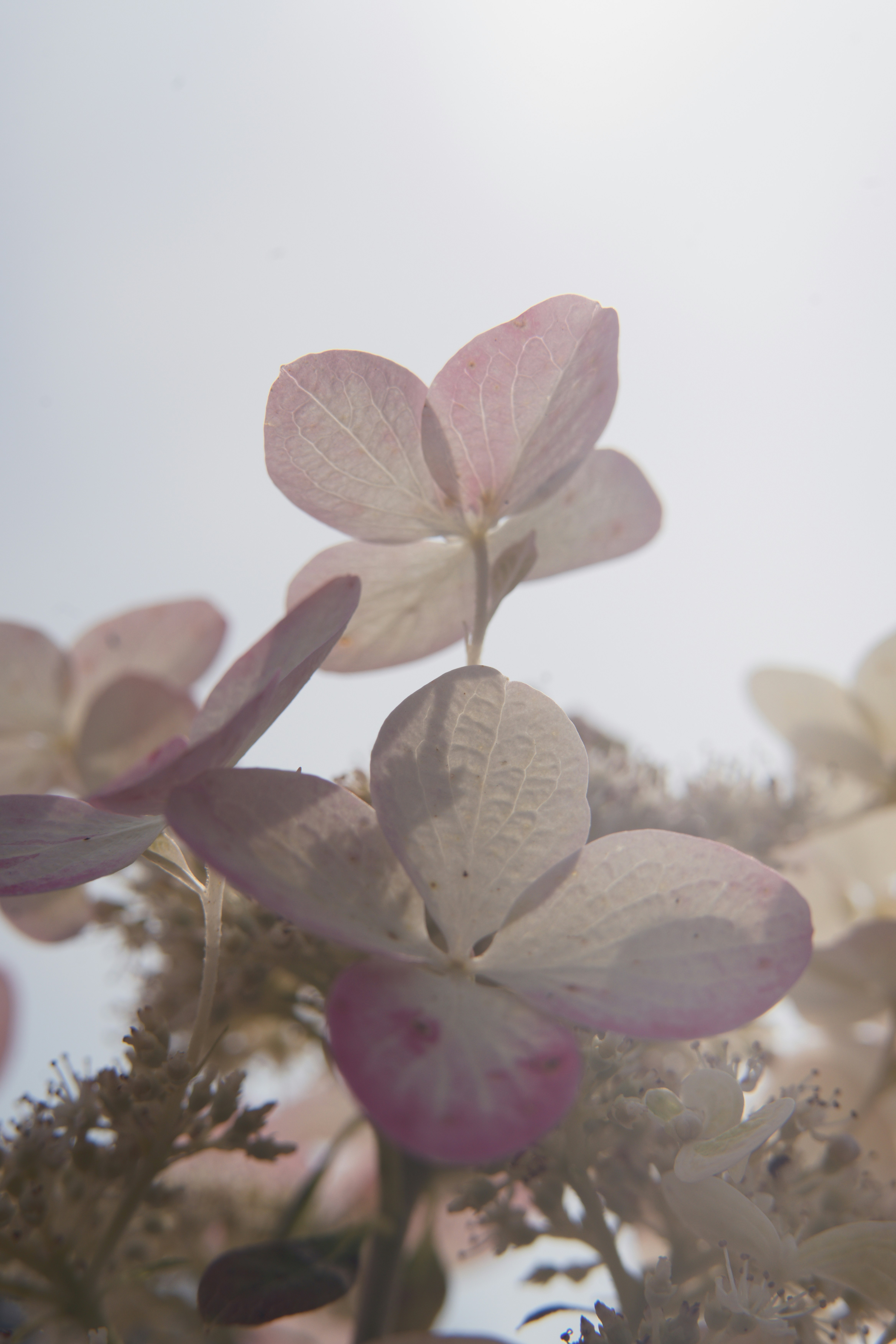 Soft-pink Hydrangea Against a Bright Sky